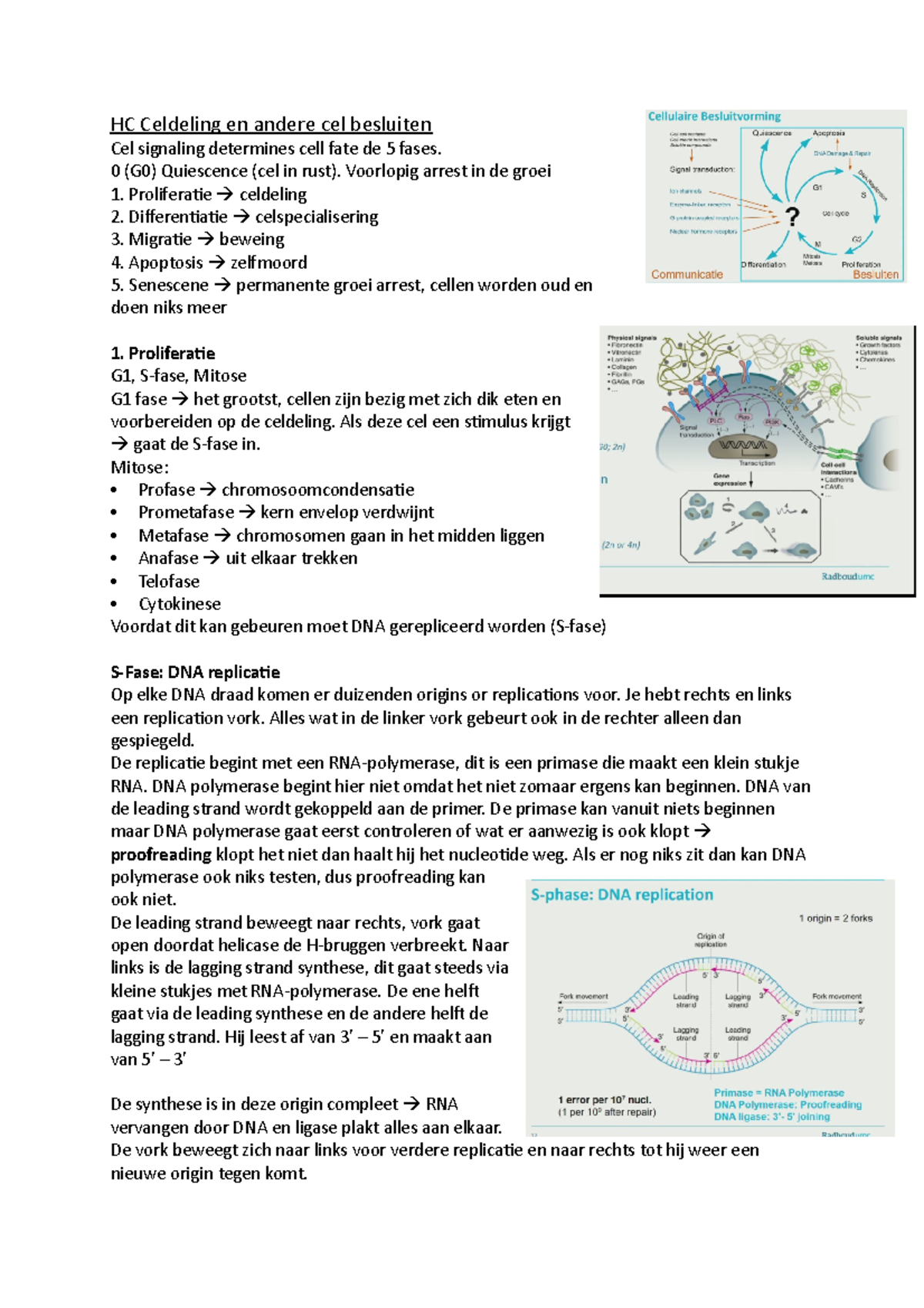 HC Celdeling: Signalling, Fases en DNA Herstel Mechanismen - Studeersnel