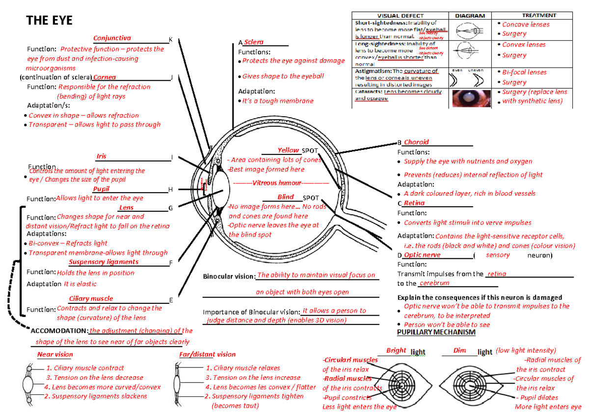 1655478708401 Eye Anatomy & Functions: A Comprehensive Memo - Studocu