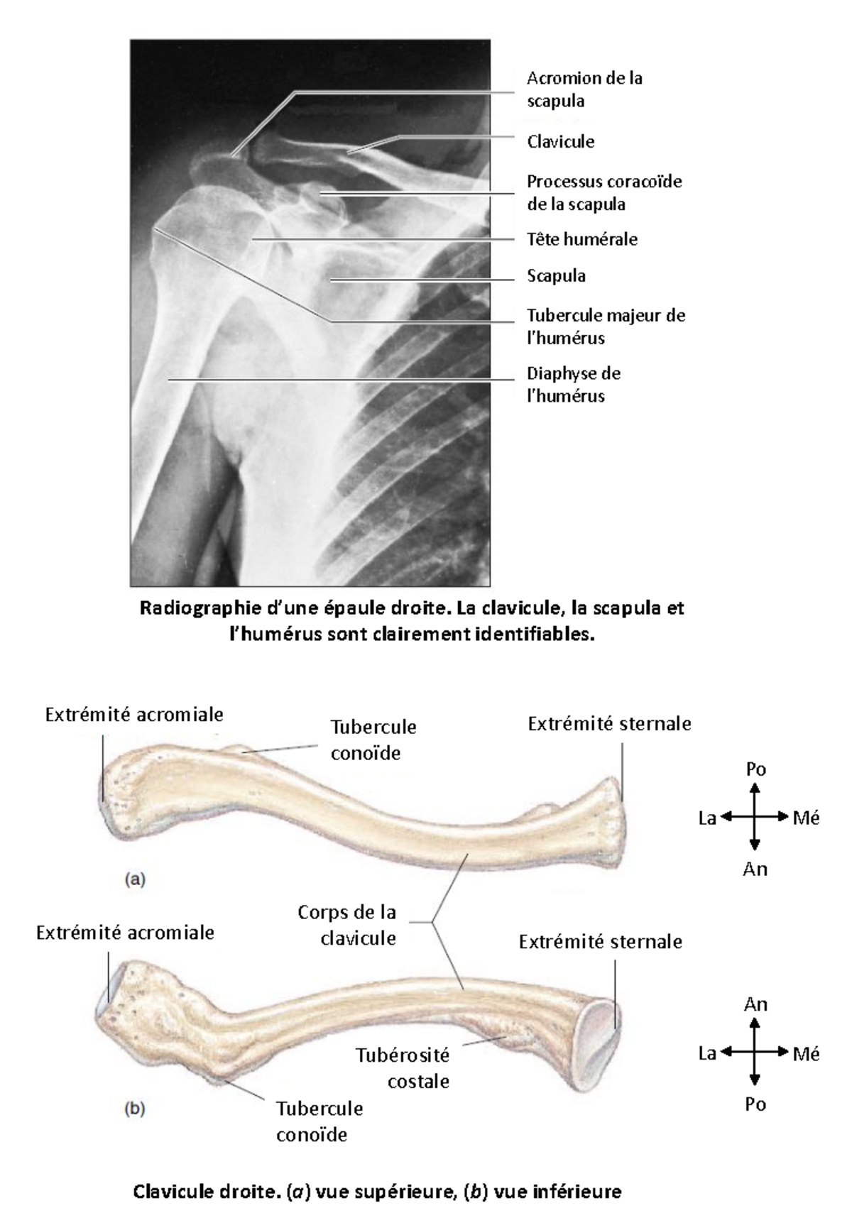 Anatomie du membre supérieur - Schémas détaillés - Studocu