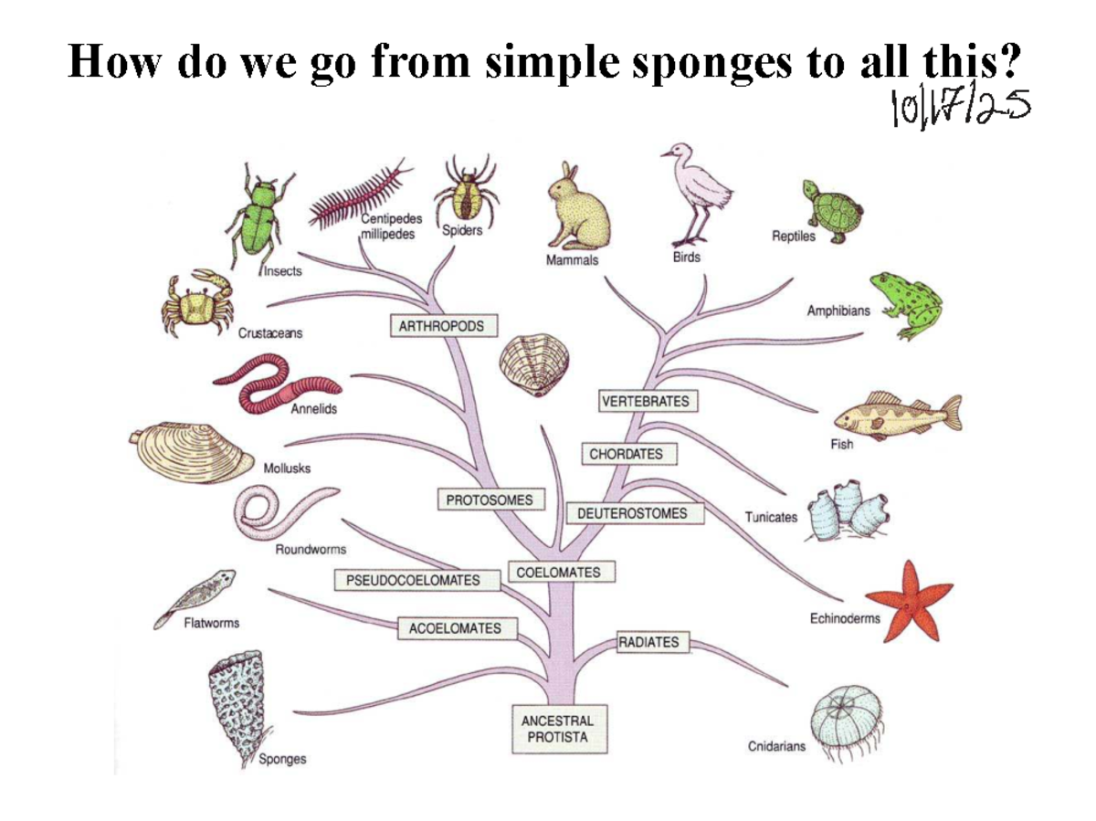 Reading for Cnidarians: Chapter 30 Overview and Key Traits - Studocu