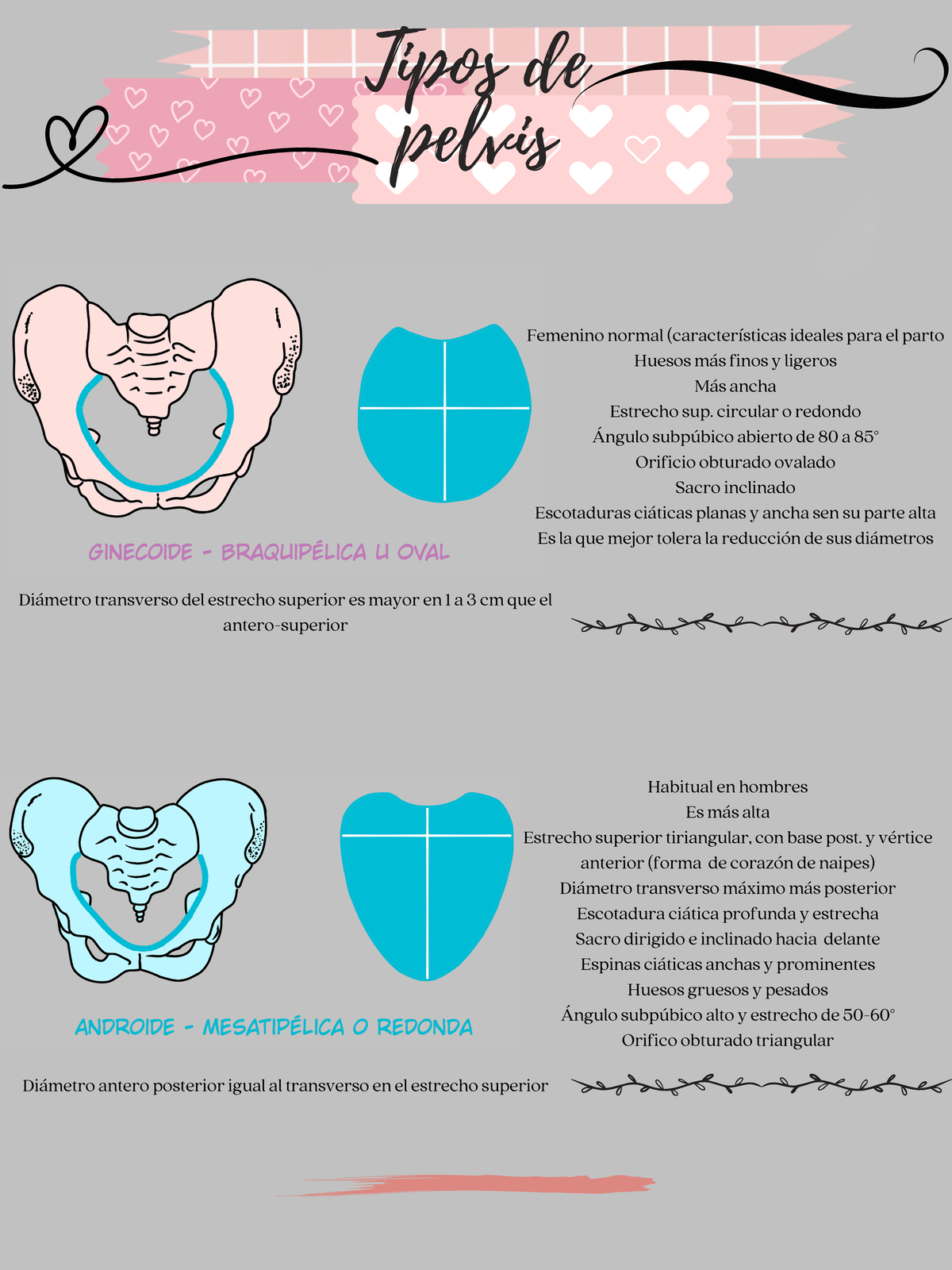 Tipos de Pelvis en Anatomía I: Estructuras y Características - Studocu
