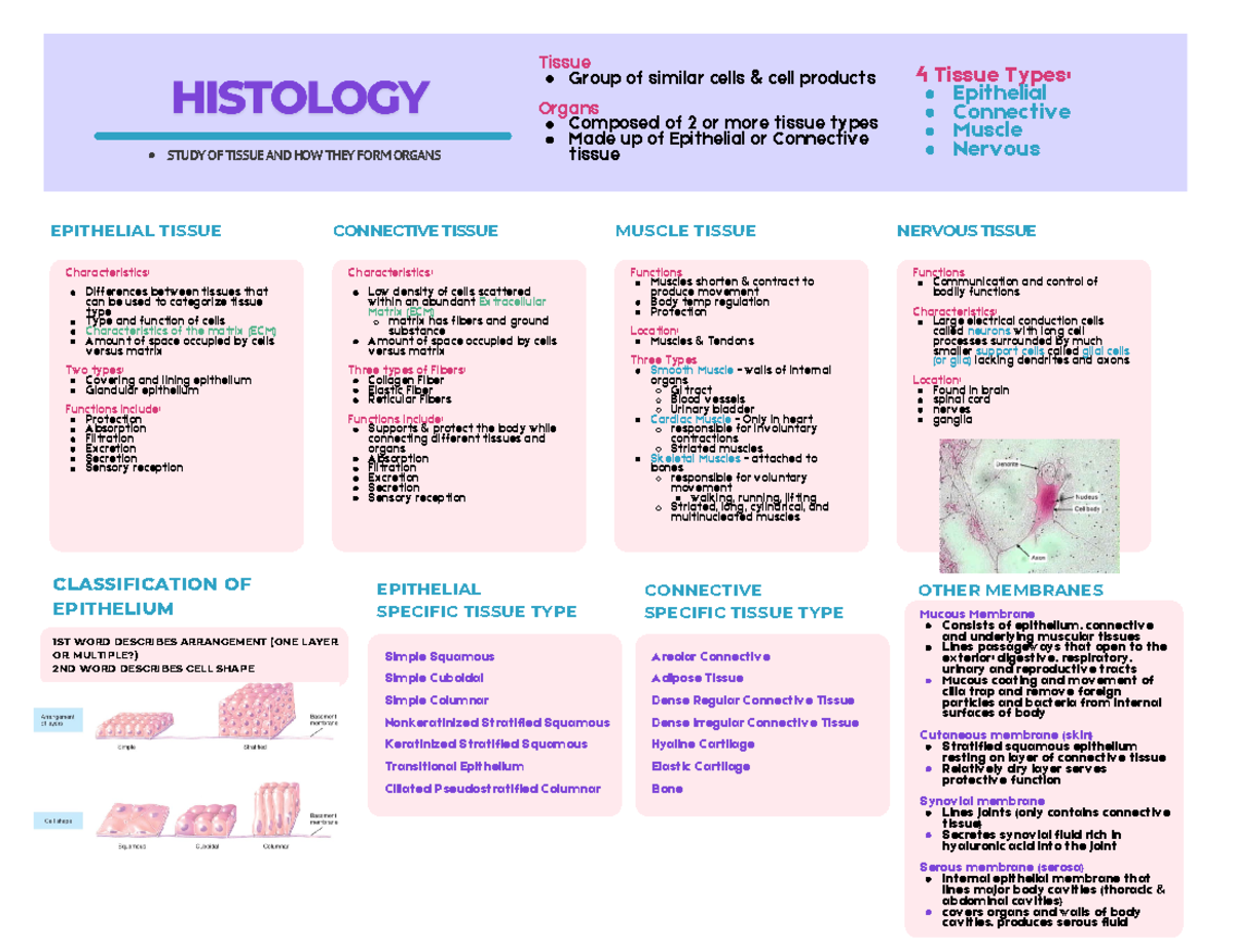 Bio201 - Exam 1 Study Guide: Histology of Epithelial & Connective ...