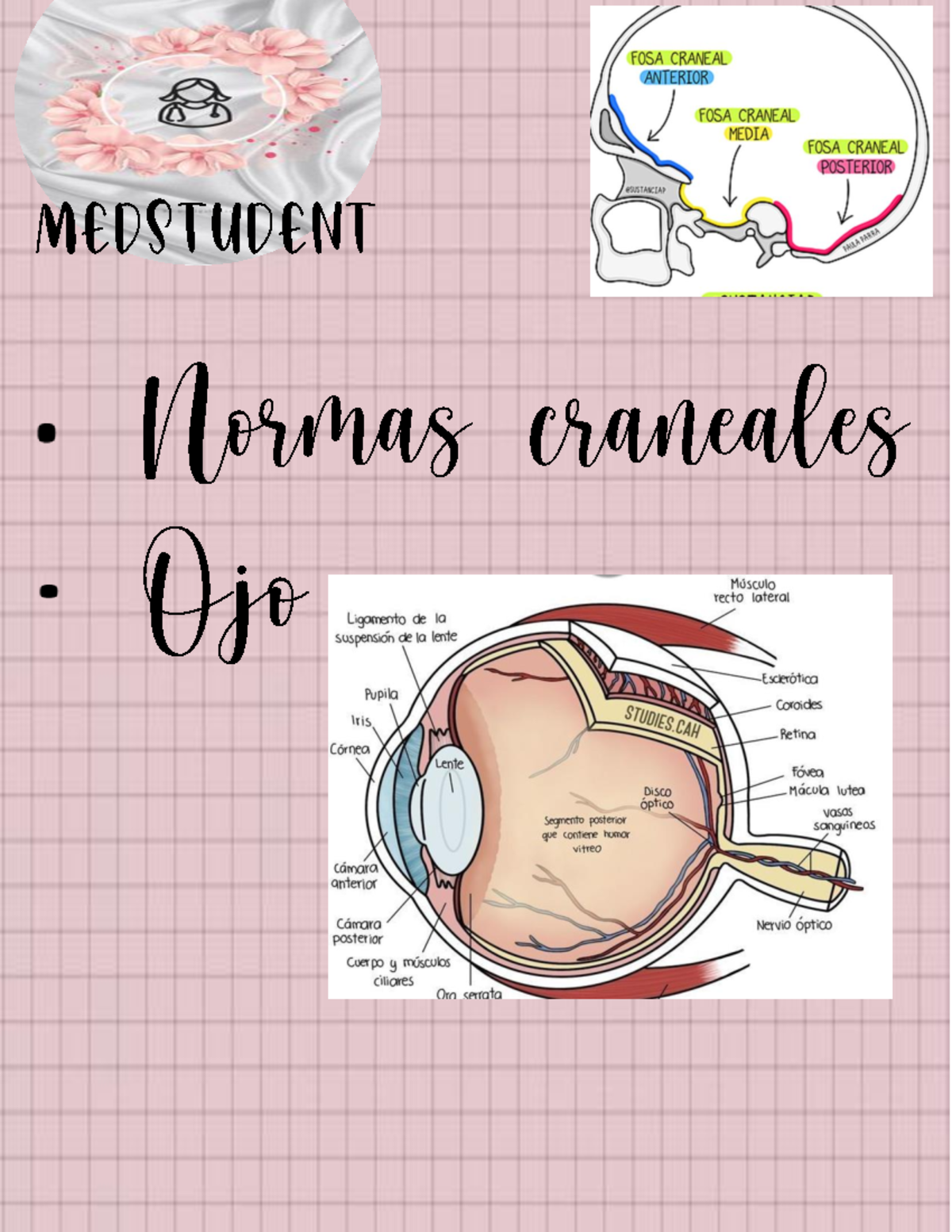 Normas craneales y ojo - El cráneo o esqueleto de la cabeza, constituye ...
