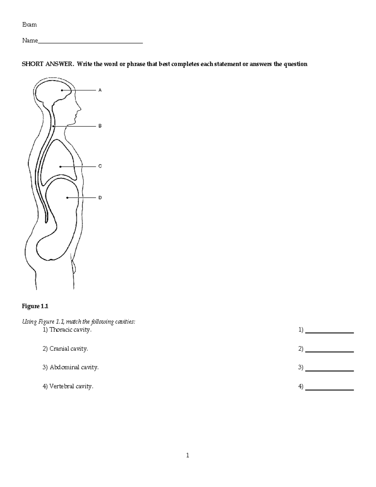 Ch1 - Chapter 1 Anatomy Practice Questions and Answers - Studocu
