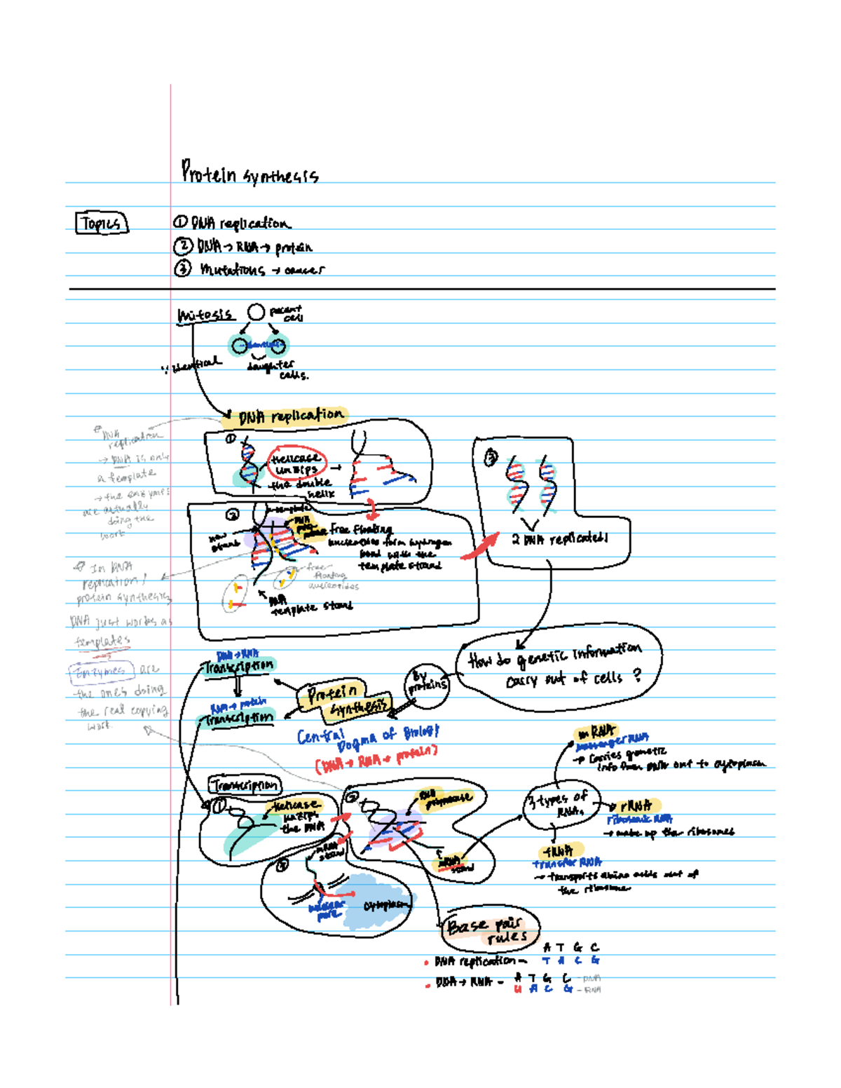 Protein synthesis+DNA replication notes - Proteinsynthesis ...