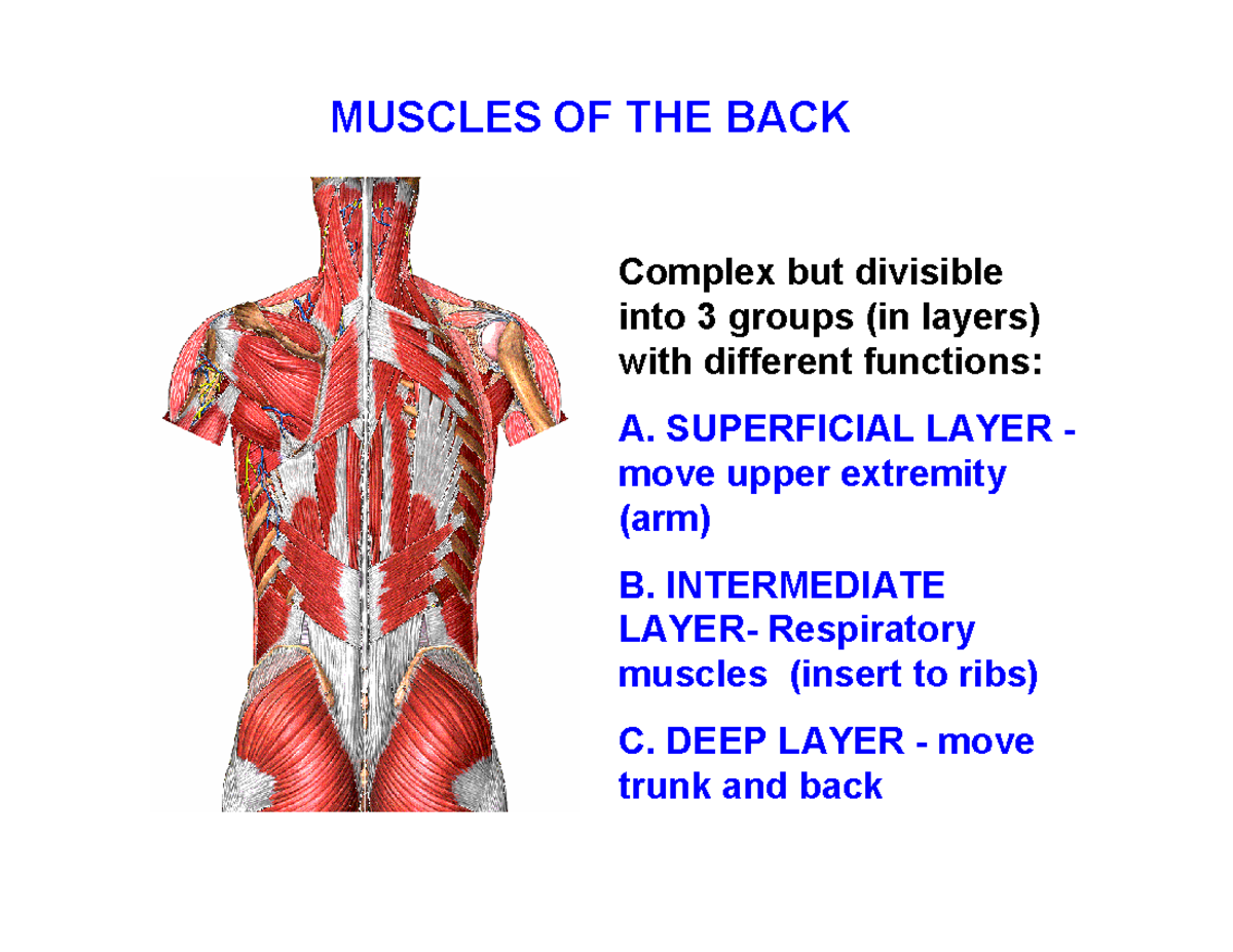MUSC 101: Muscles of the Back - Lecture Notes on Anatomy - Studocu