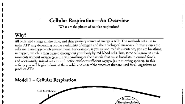 Cellular Respiration Overview: Phases and Processes Explained - Studocu