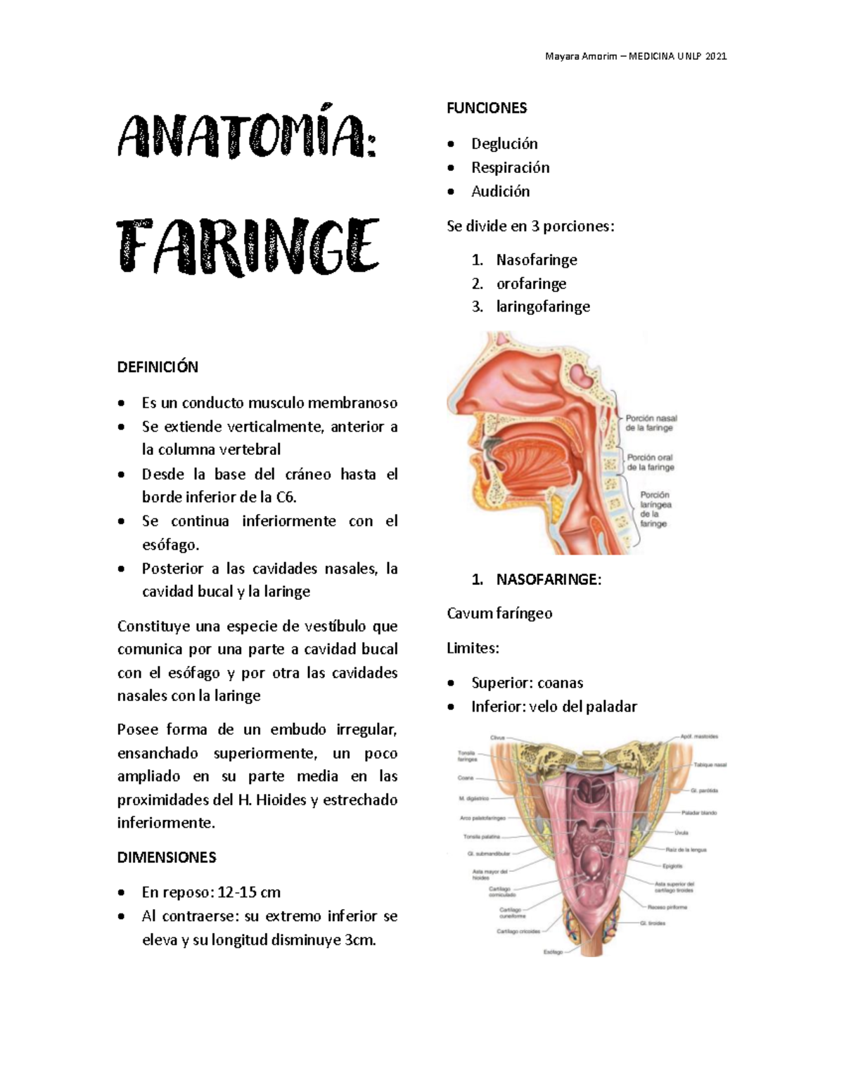 Resumen de Anatomía: La Faringe - Definiciones y Funciones - Studocu