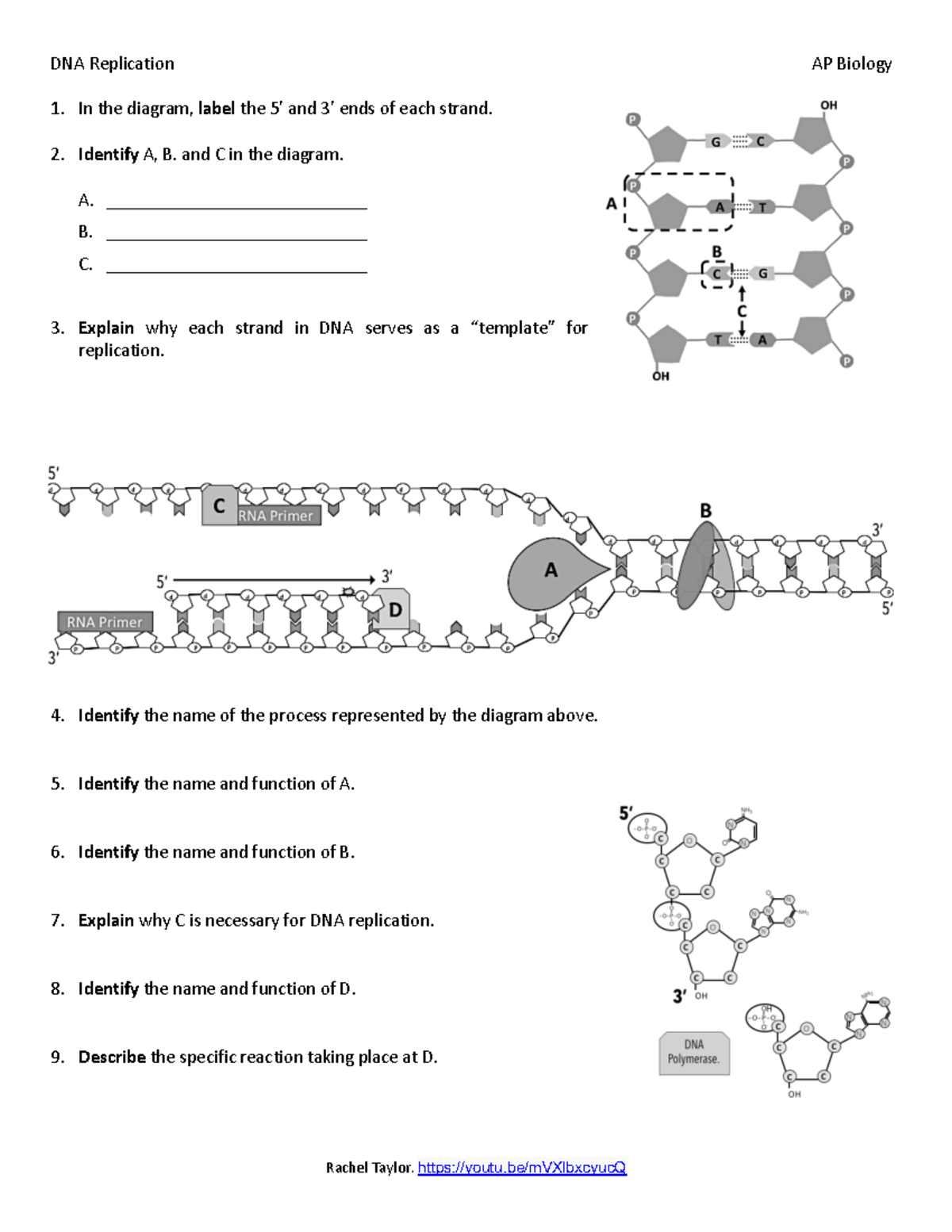 Dna Replication Worksheet Biology