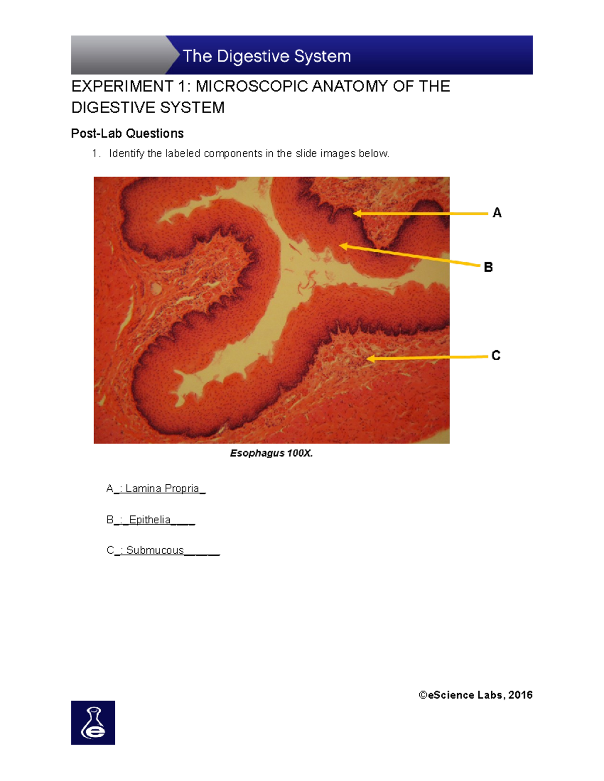 Lab 6: Microscopic Anatomy of the Digestive System - Sp20 - Studocu
