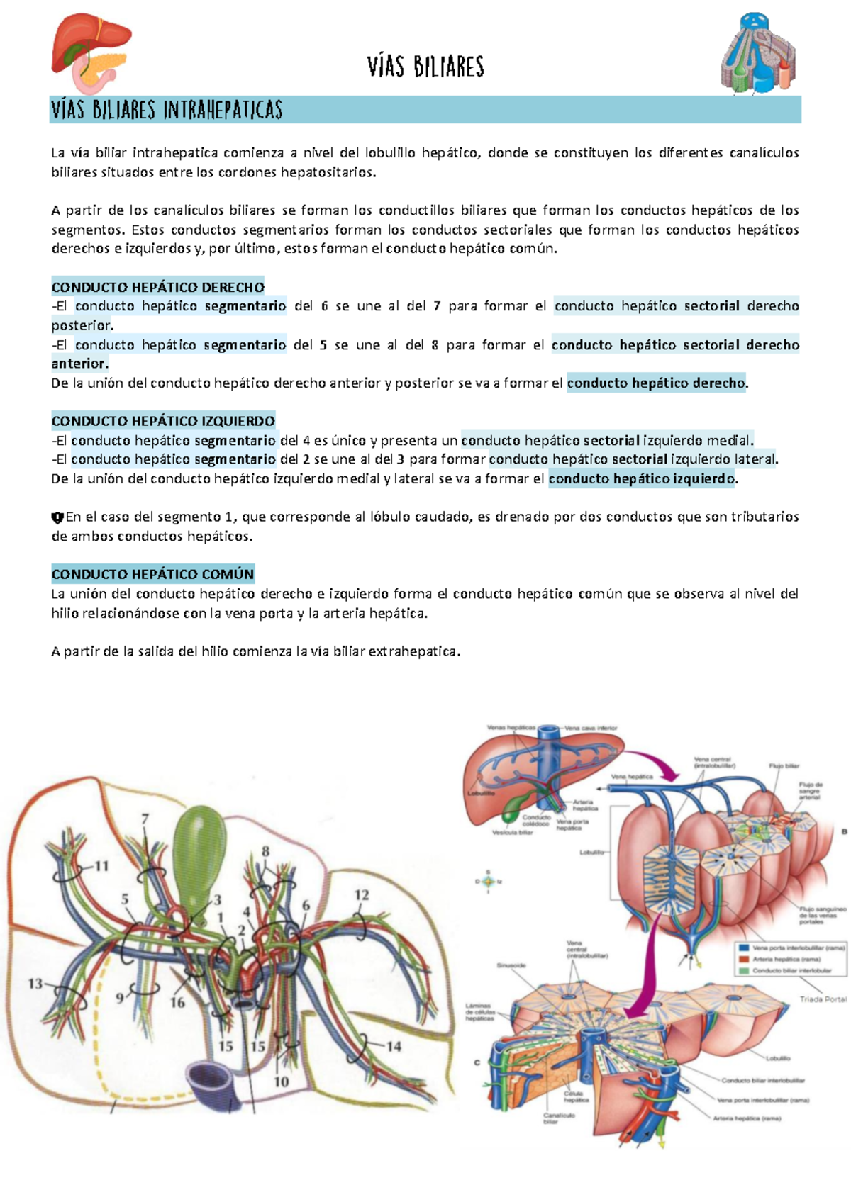 Vías Biliares: Anatomía y Función del Sistema Biliar - Studocu