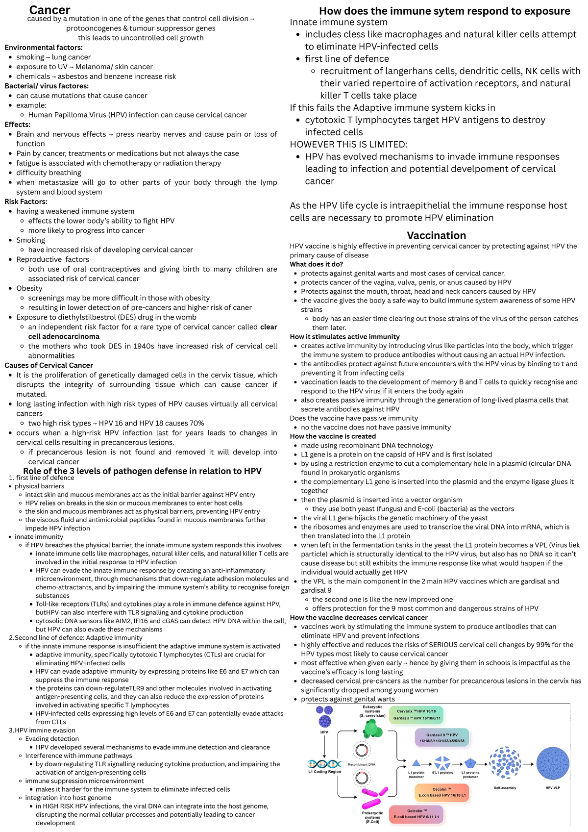 Bio Notes on HPV: Understanding Cervical Cancer and Immunity (BIO101 ...