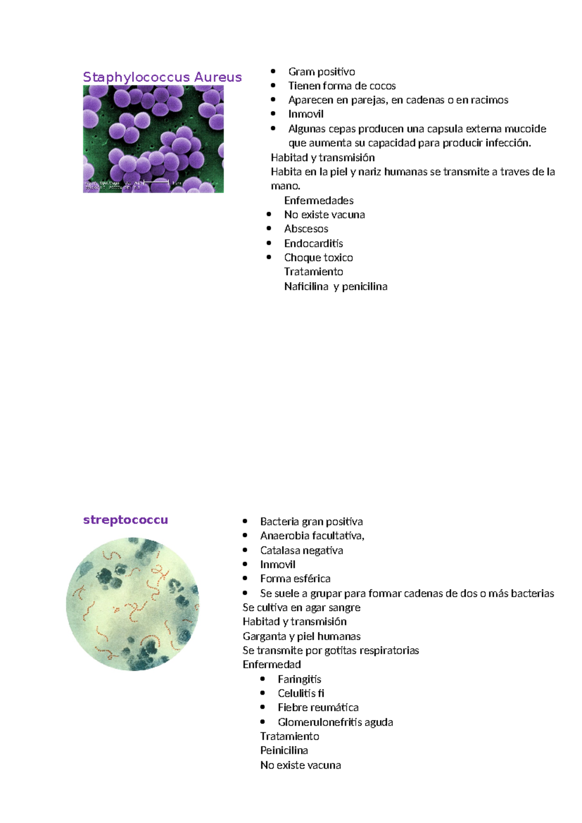 Staphylococcus Aureus - Staphylococcus Aureus streptococcu Gram ...