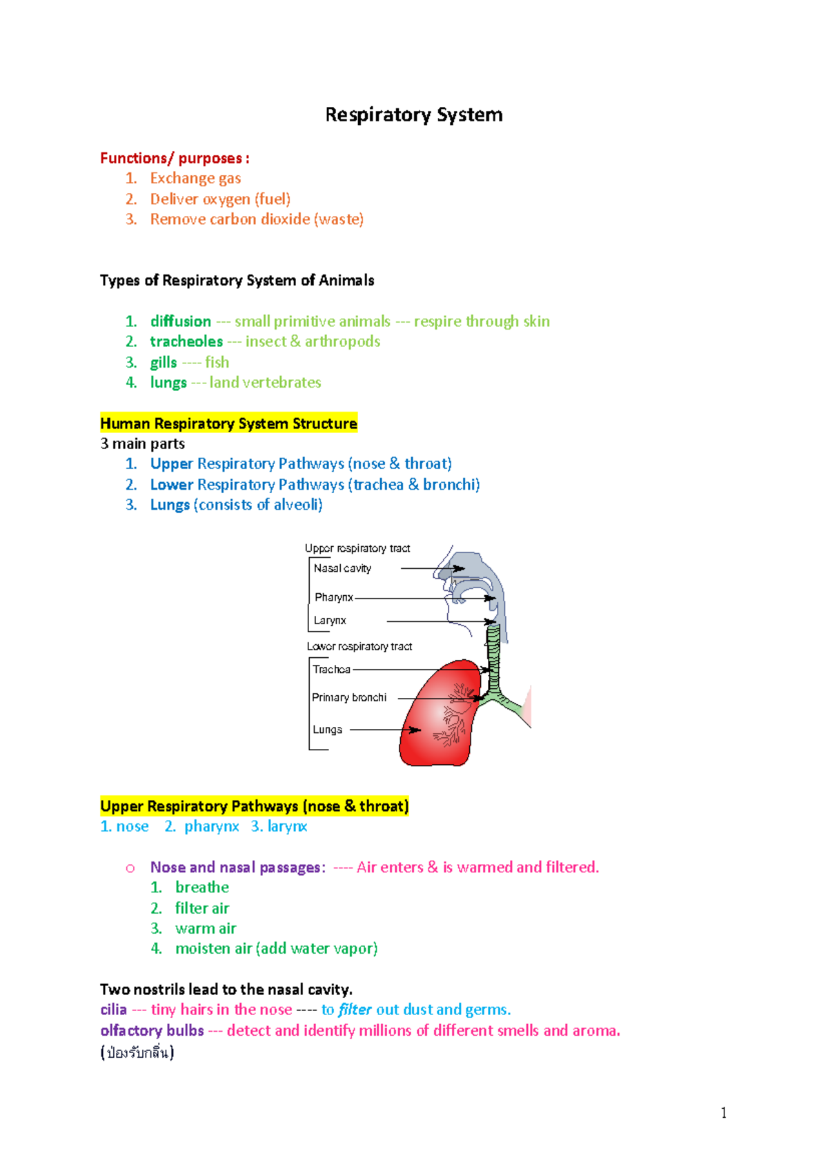 Biology M2: Overview of the Respiratory and Excretory Systems - Studocu
