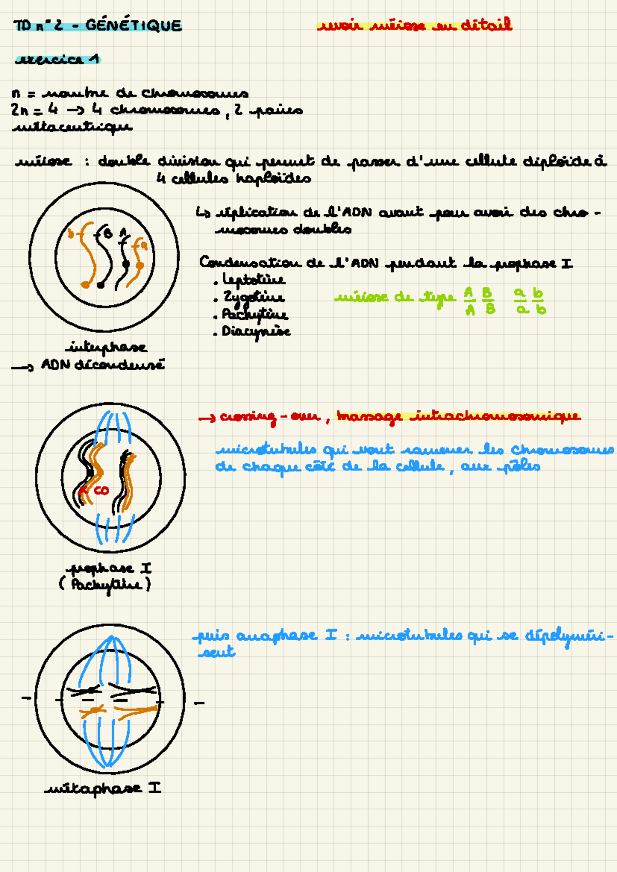 Td 2 - Exercice de Génétique : Mérose et Réplication de l'ADN - Studocu