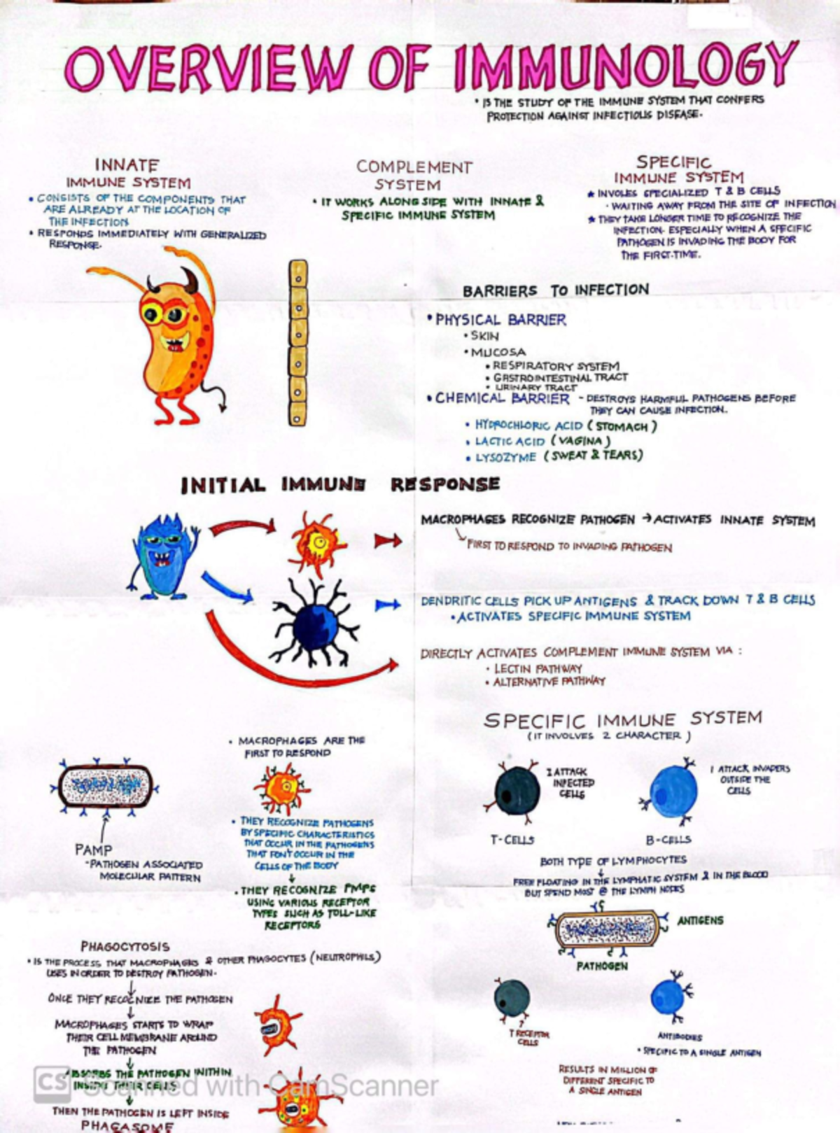 Immunology Overview: Understanding the Immune System's Defense Mechanisms - Studocu