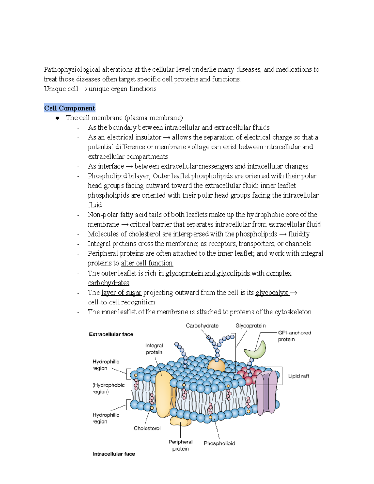 Mechanisms of Muscle Contraction and Cell Signaling (BIO101 ...