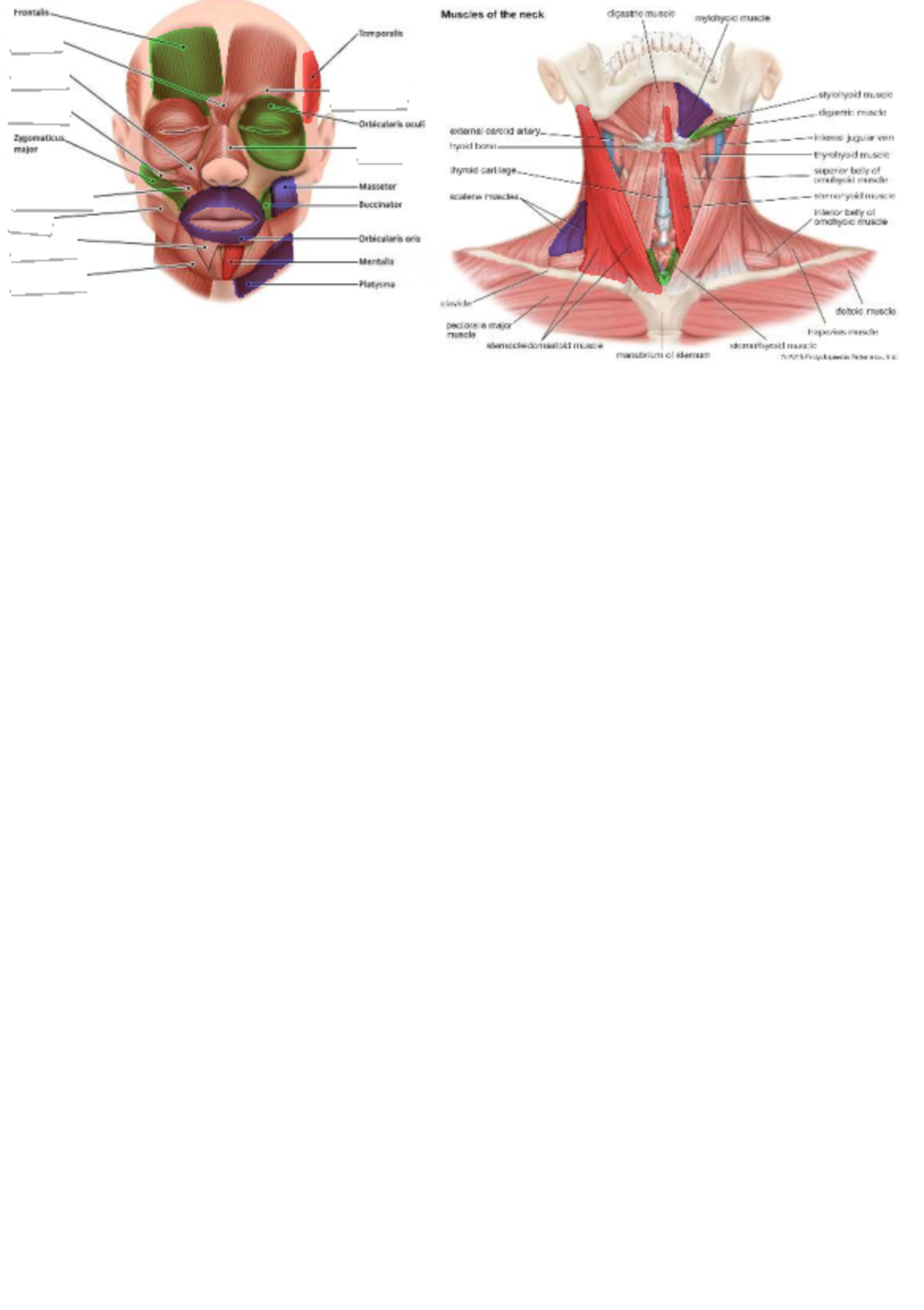 Anatomy of Neck Muscles and Major Vessels: Key Findings and Analysis ...