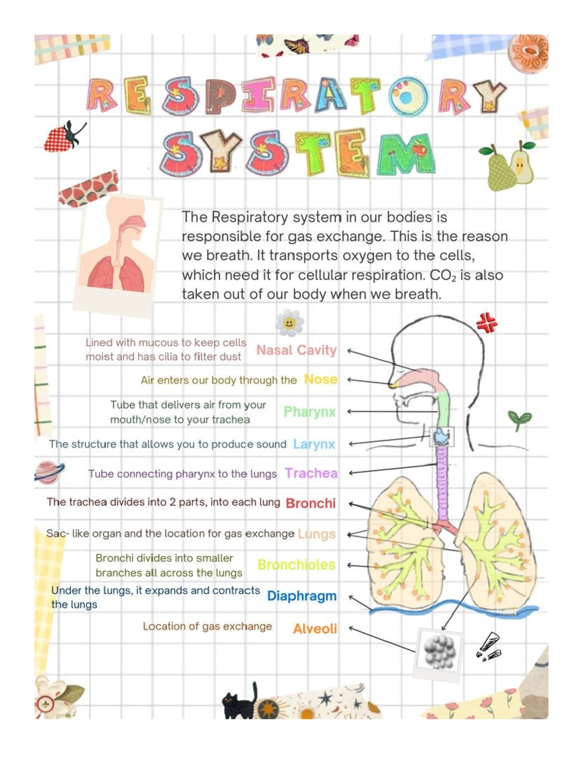 Respiratory System Overview: Gas Exchange & Anatomy - Studocu
