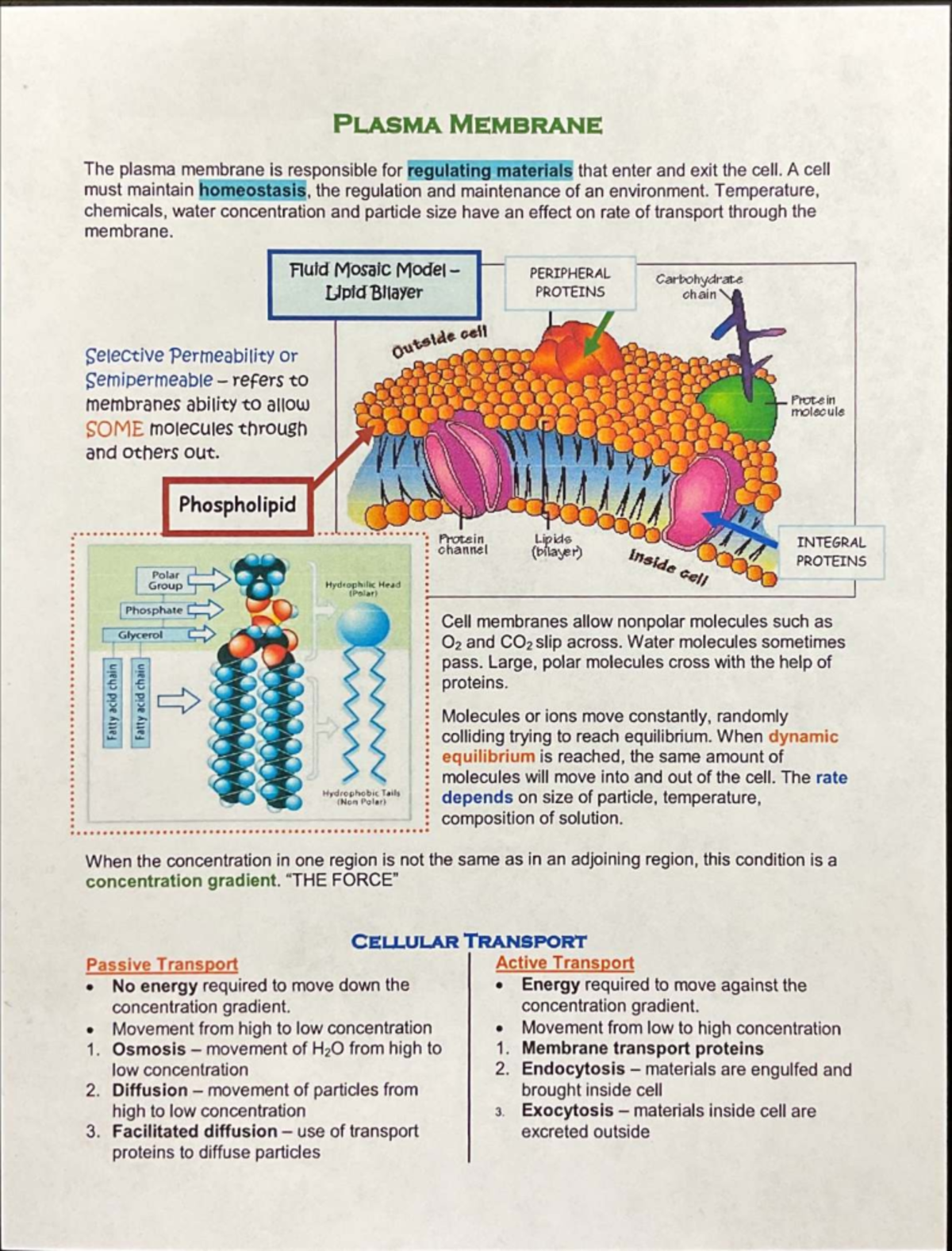 Cellular Energy: Photosynthesis & Respiration (Assignment 3) - Studocu