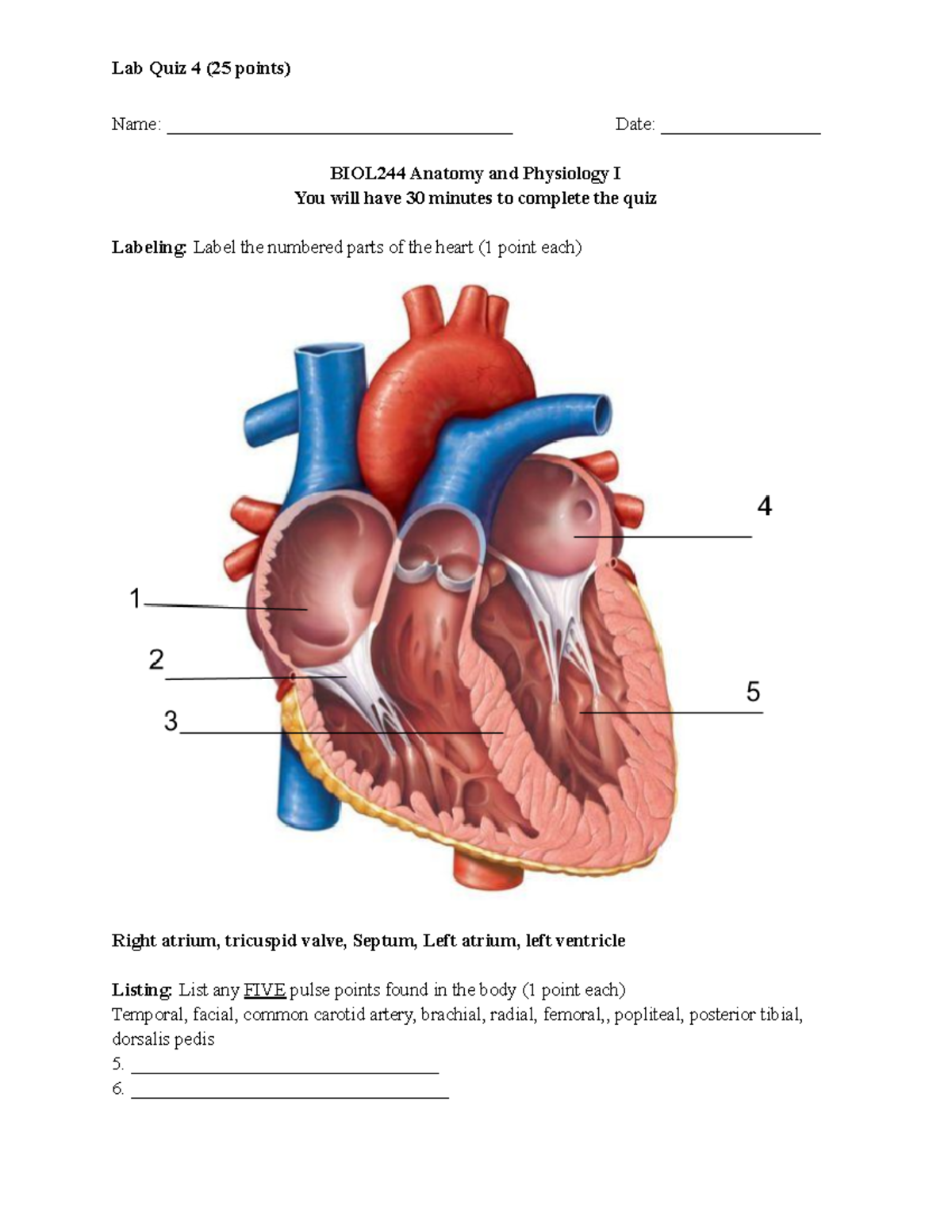 Parts Of The Heart Anatomy Quiz