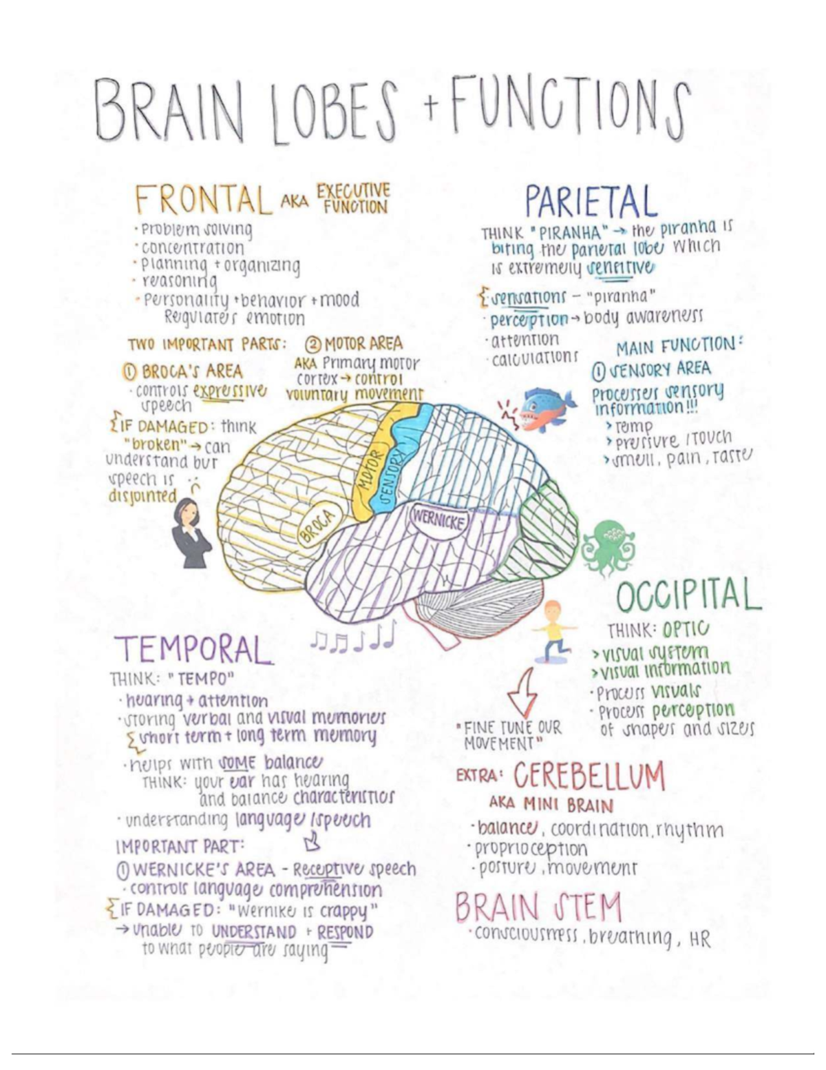 Untitled - nursing theory lecture notes - BRAIN LOBES t FUNCTIONS ...