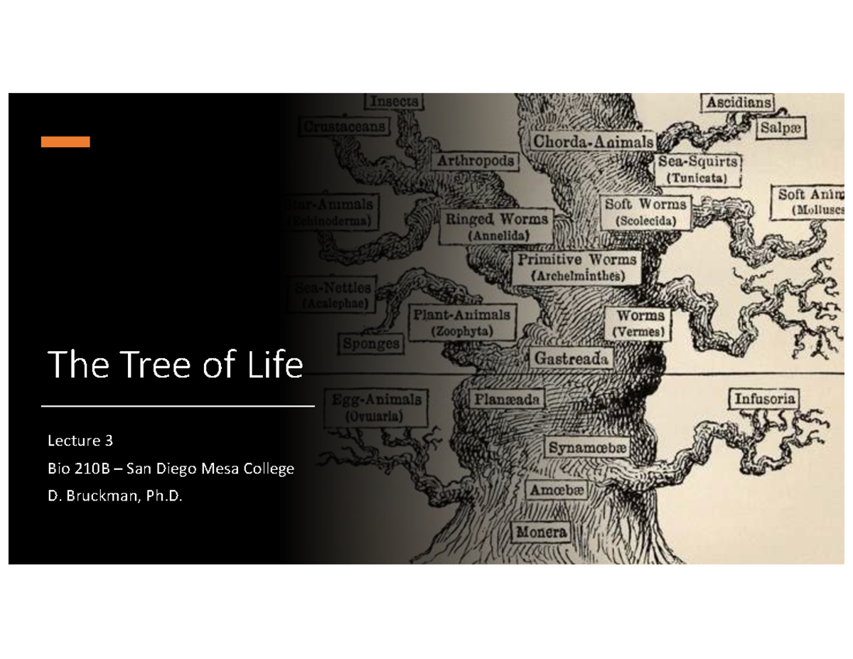 Bio 210B - Lecture 3: Phylogenies & the Tree of Life Overview - Studocu