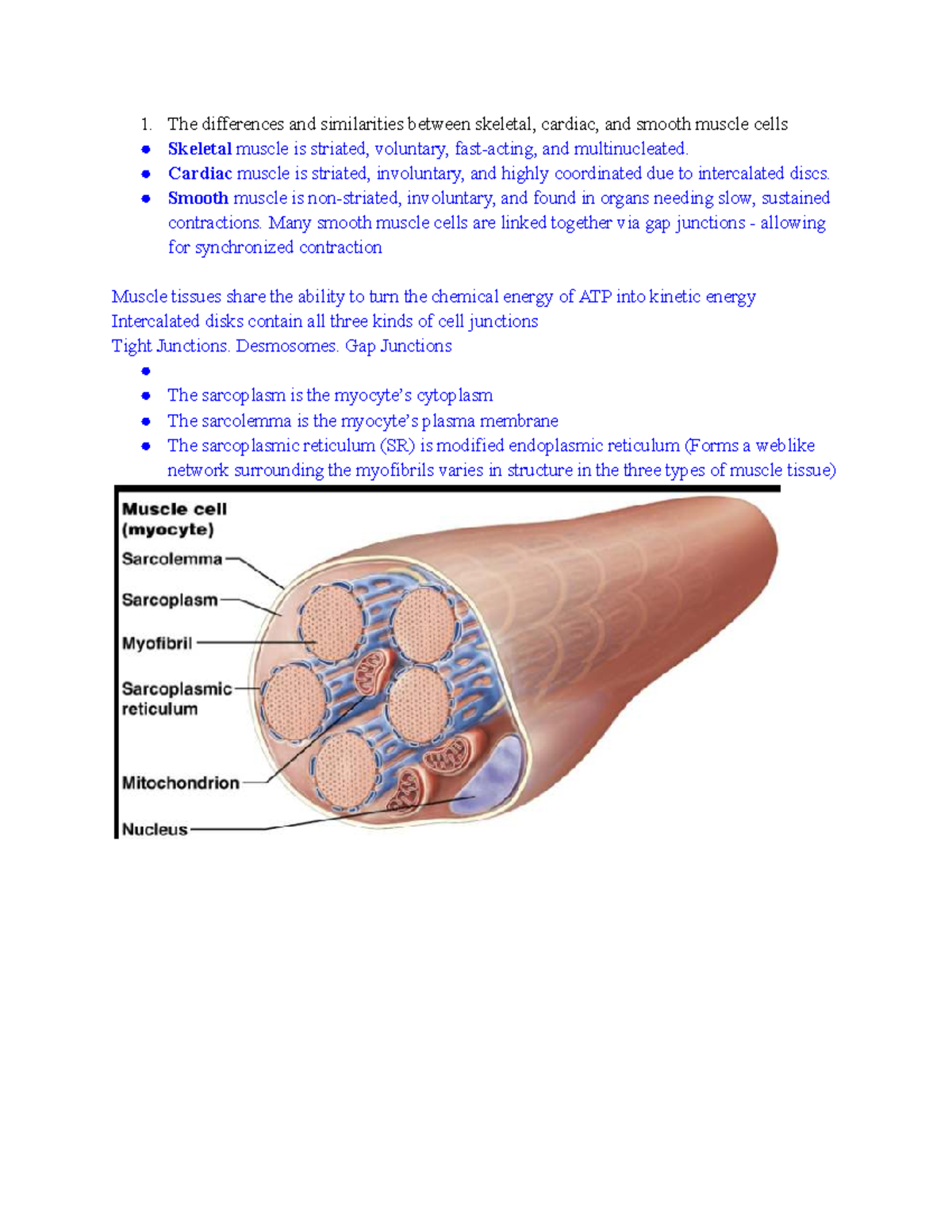 Quiz 4 Review: Muscle Cell Types and Contraction Mechanisms in SCB203 ...