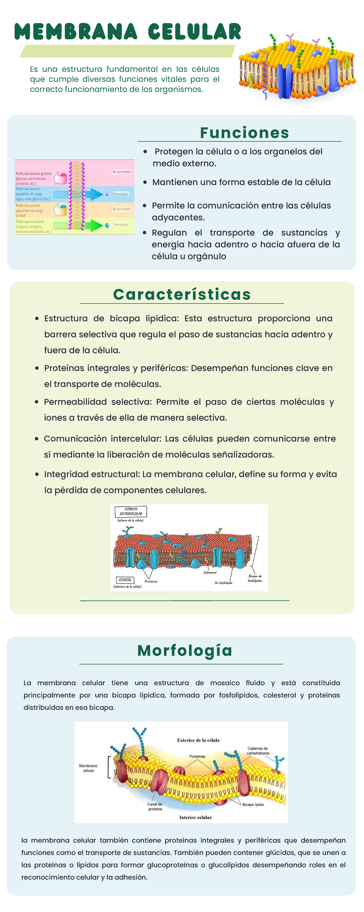 Infografía Biología: Estructura y Funciones de la Membrana Celular - Studocu