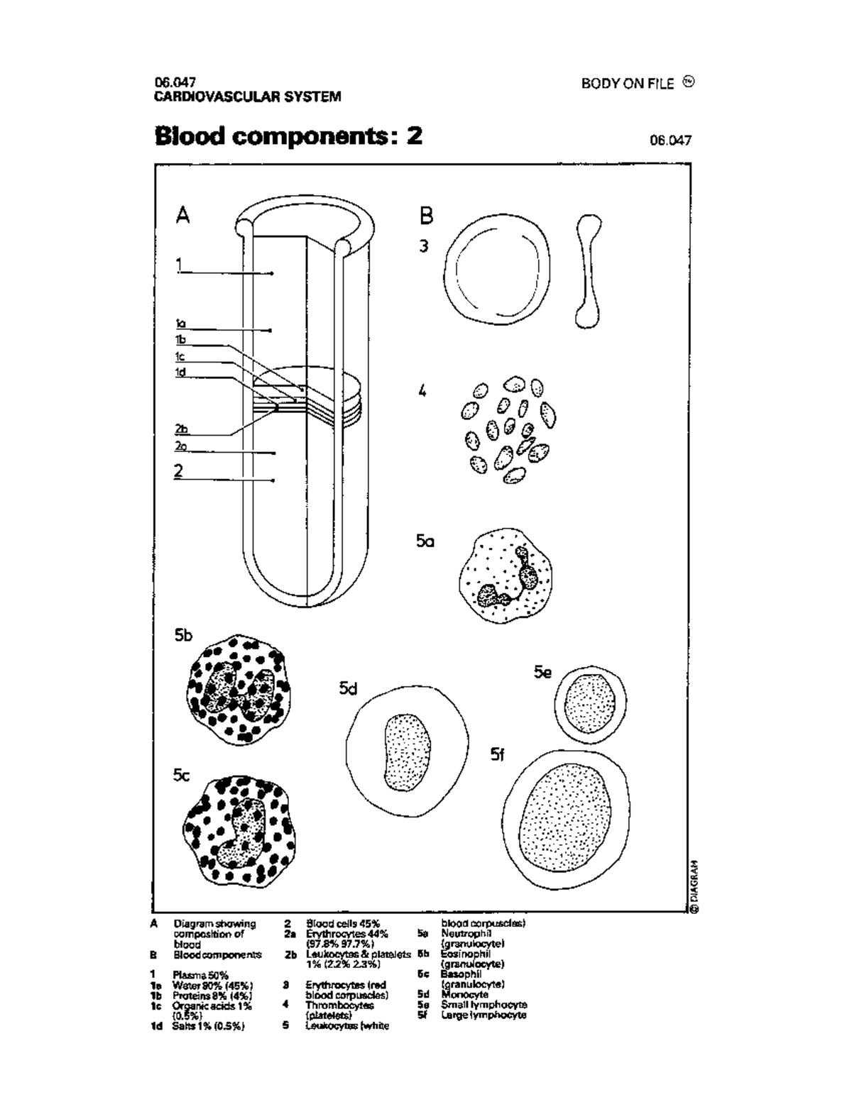 Blood Components 2 Diagram - Back 06 BODY ON FILE TM CARDIOVASCULAR ...