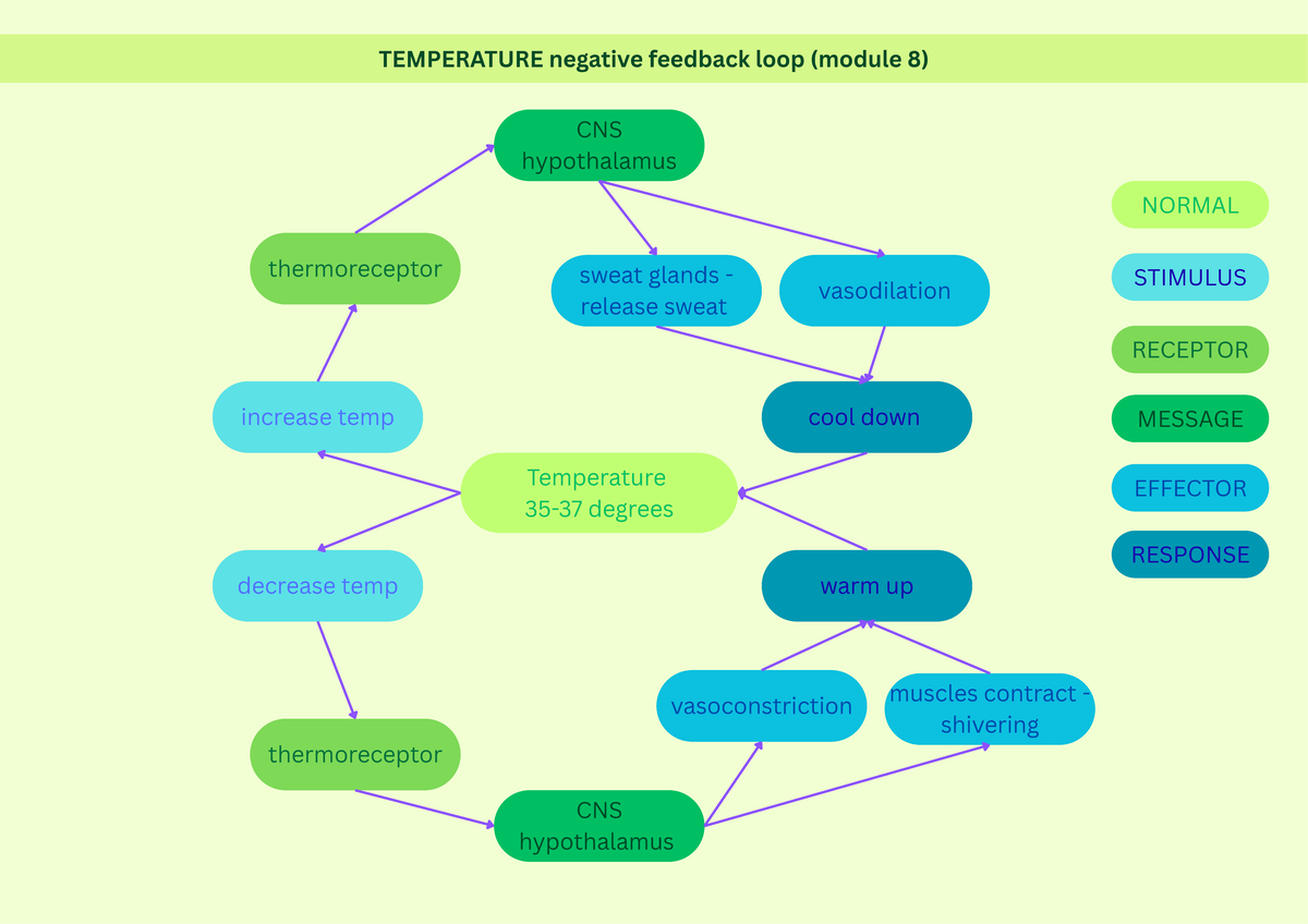 Homeostasis: Negative Feedback Loops in Temperature Regulation (Module ...