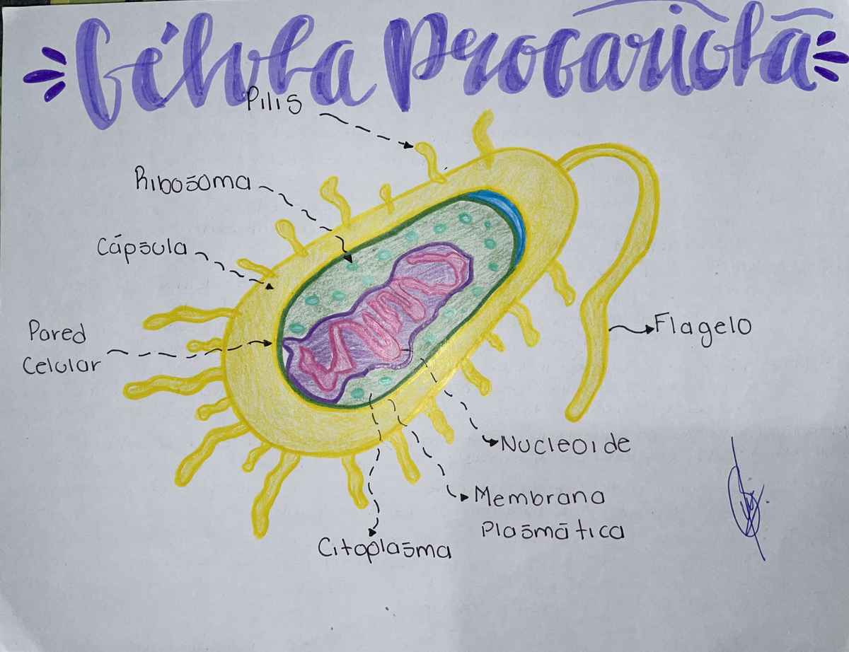 Célula procariota y eucariota - Pilis Procariota Ribosoma Capsula Pored ...