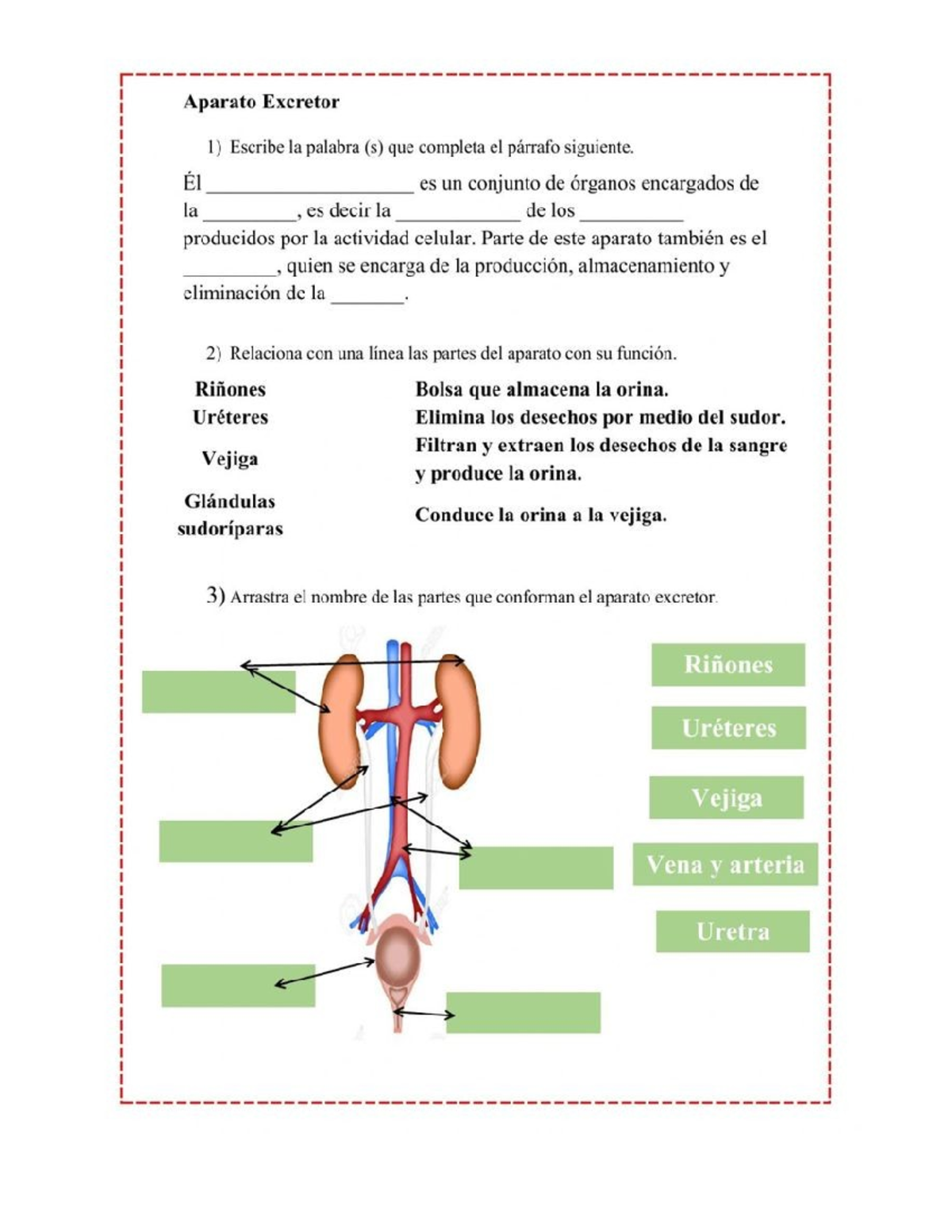 El Sistema Excretor: Funciones y Partes - 5to Grado - Studocu