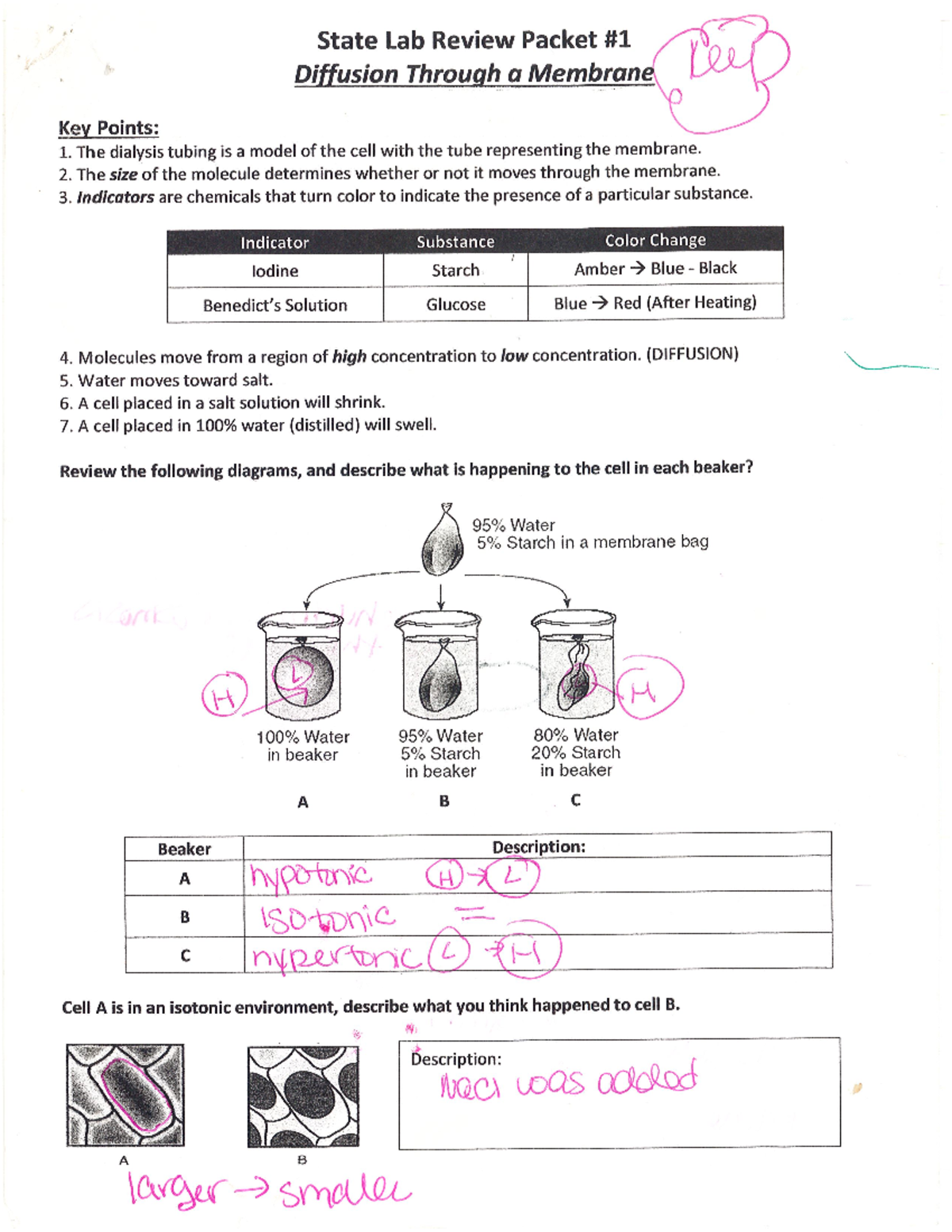 State lab review packet KEY - State Lab Review Packet Diffusion Through ...