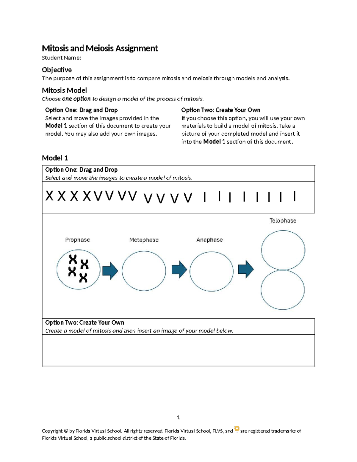 Mitosis & Meiosis Assignment: Model Creation & Analysis Guide - Studocu