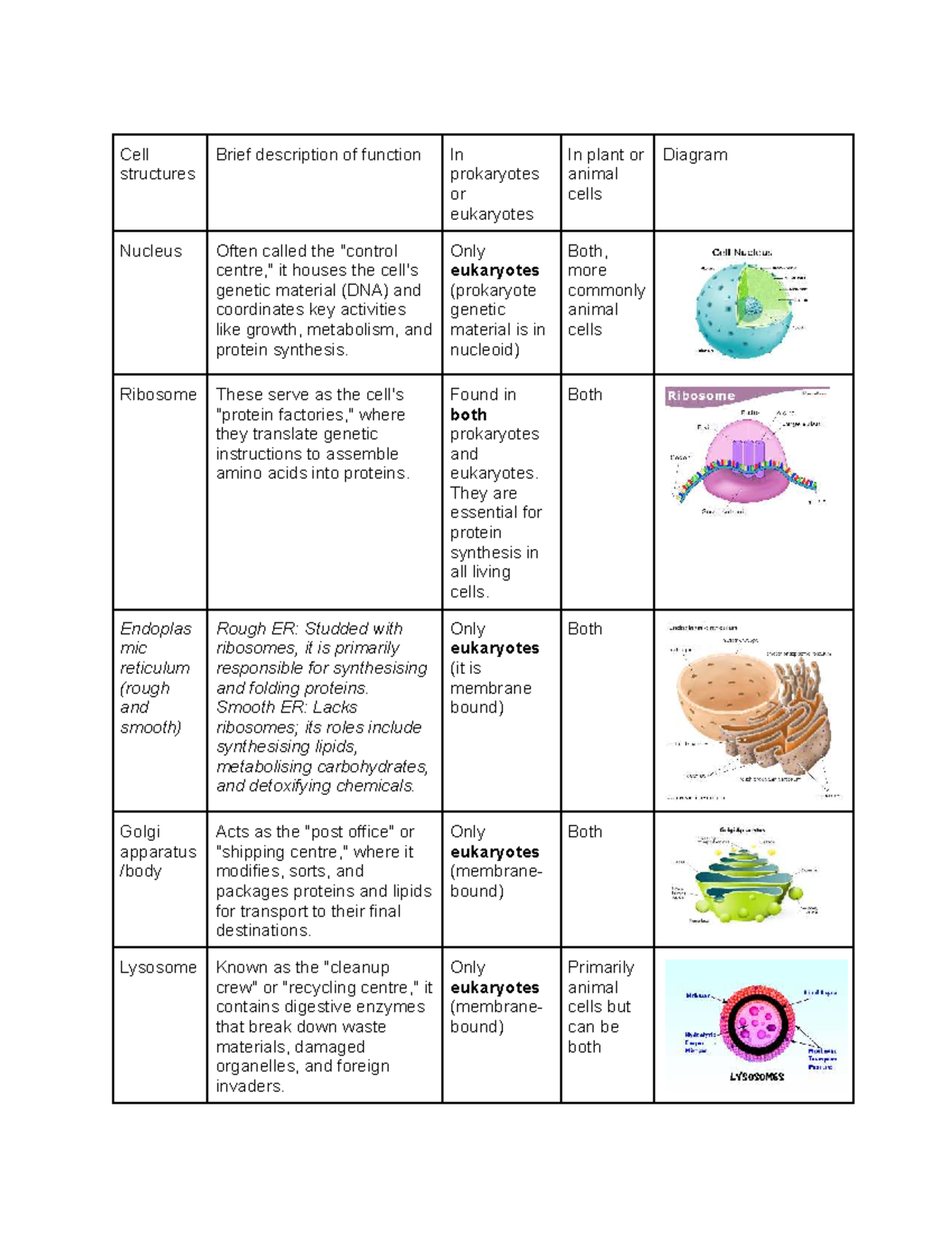 Cell Structures: Functions in Prokaryotic and Eukaryotic Cells - Studocu