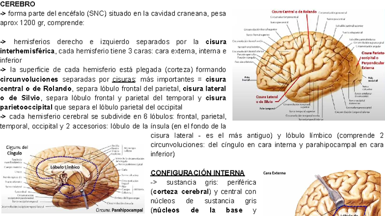 CERE 101: Estructura y Funciones del Cerebro en el SNC - Studocu