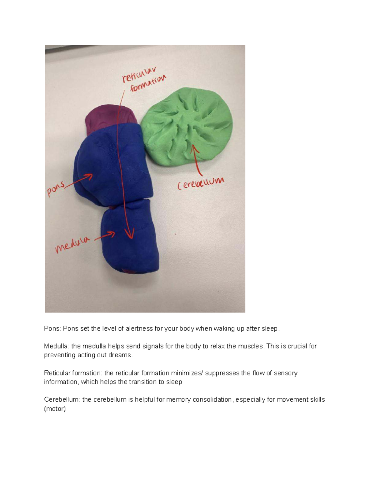 Play-Doh Brain: Understanding Alertness & Sleep Mechanisms - Studocu