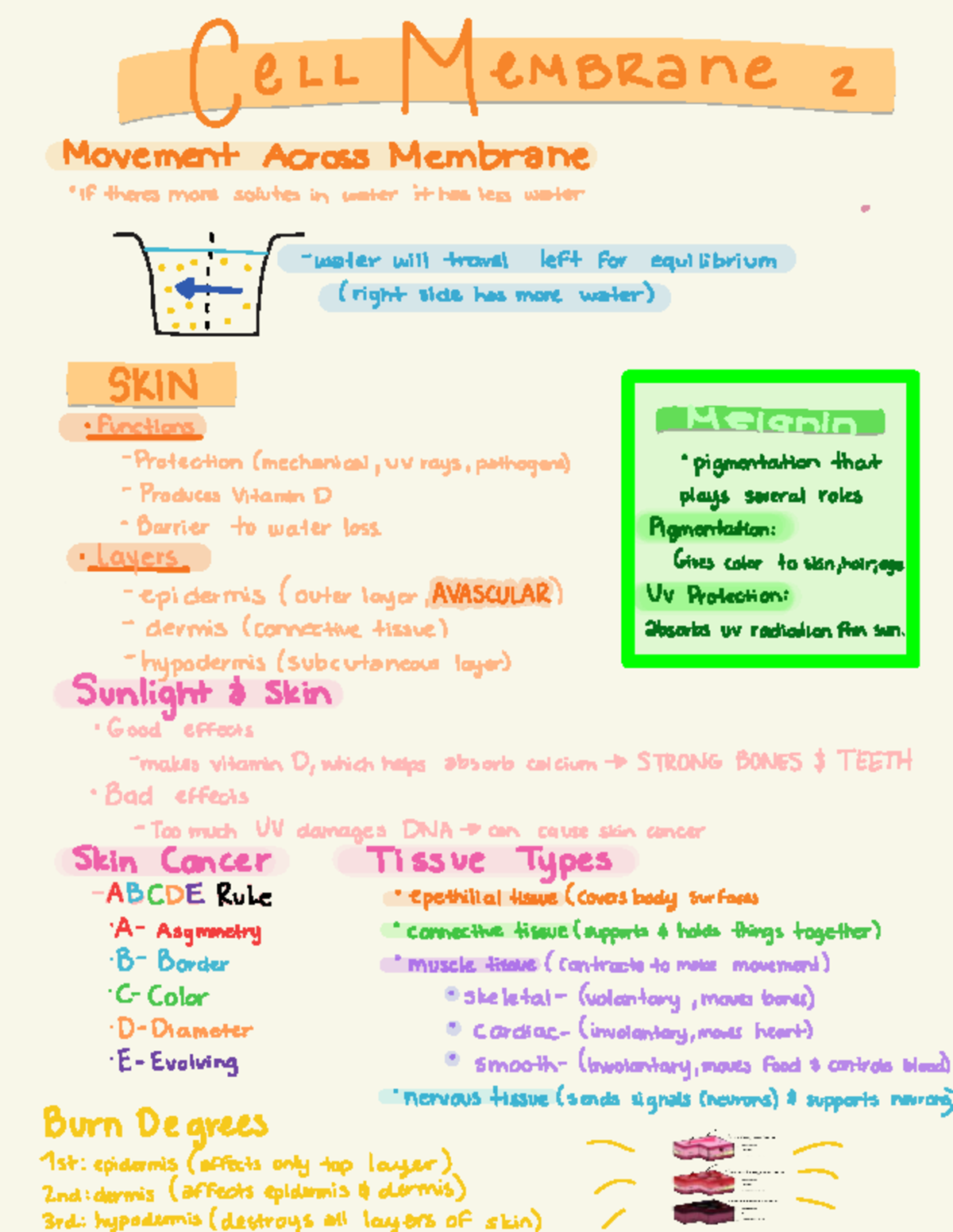 Skin Structure and Function: Membranes, Cancer, and Burns (BIO101 ...