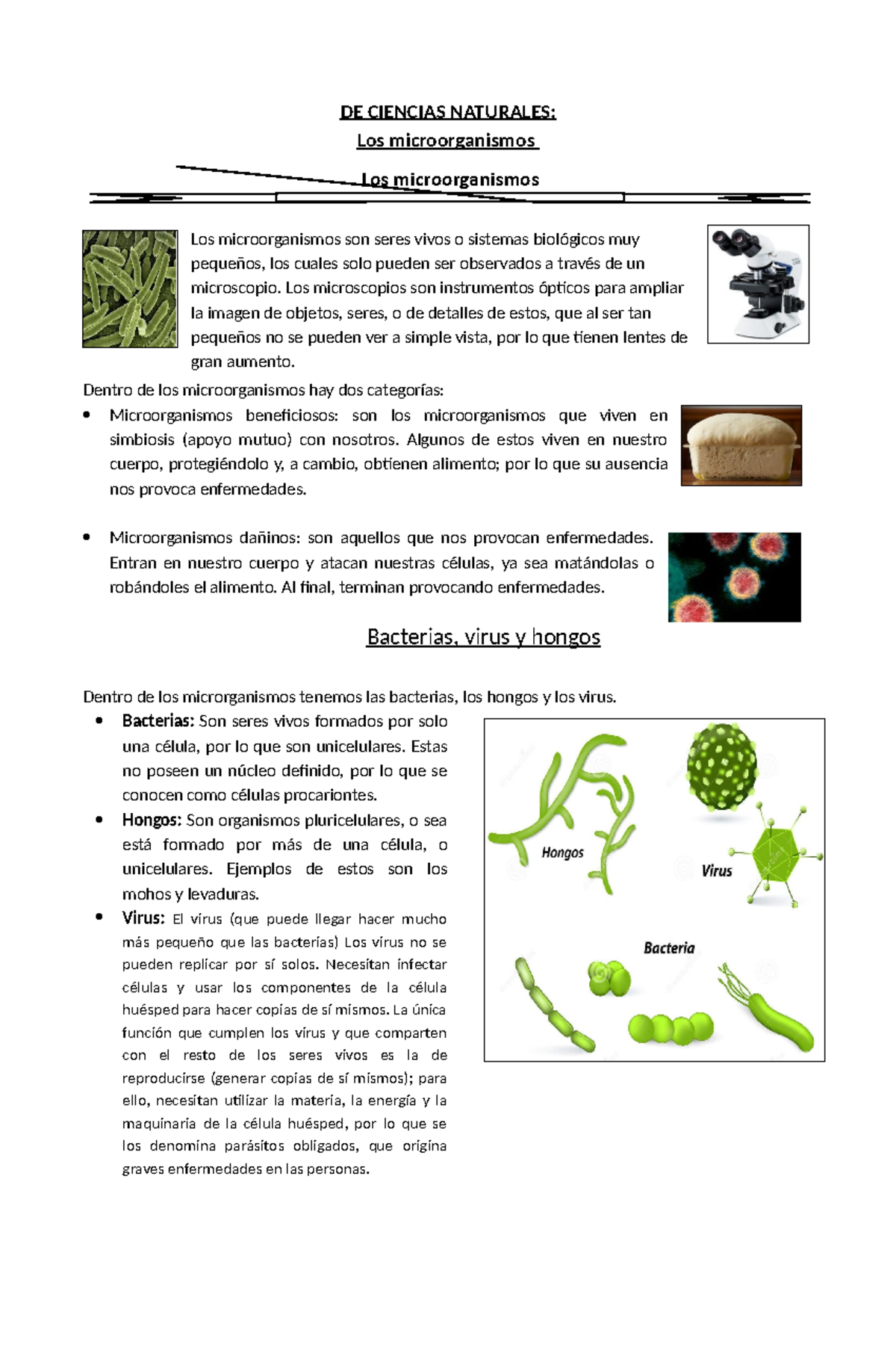 Guía 12 sobre Microorganismos - 5° Básico Ciencias Naturales - Studocu