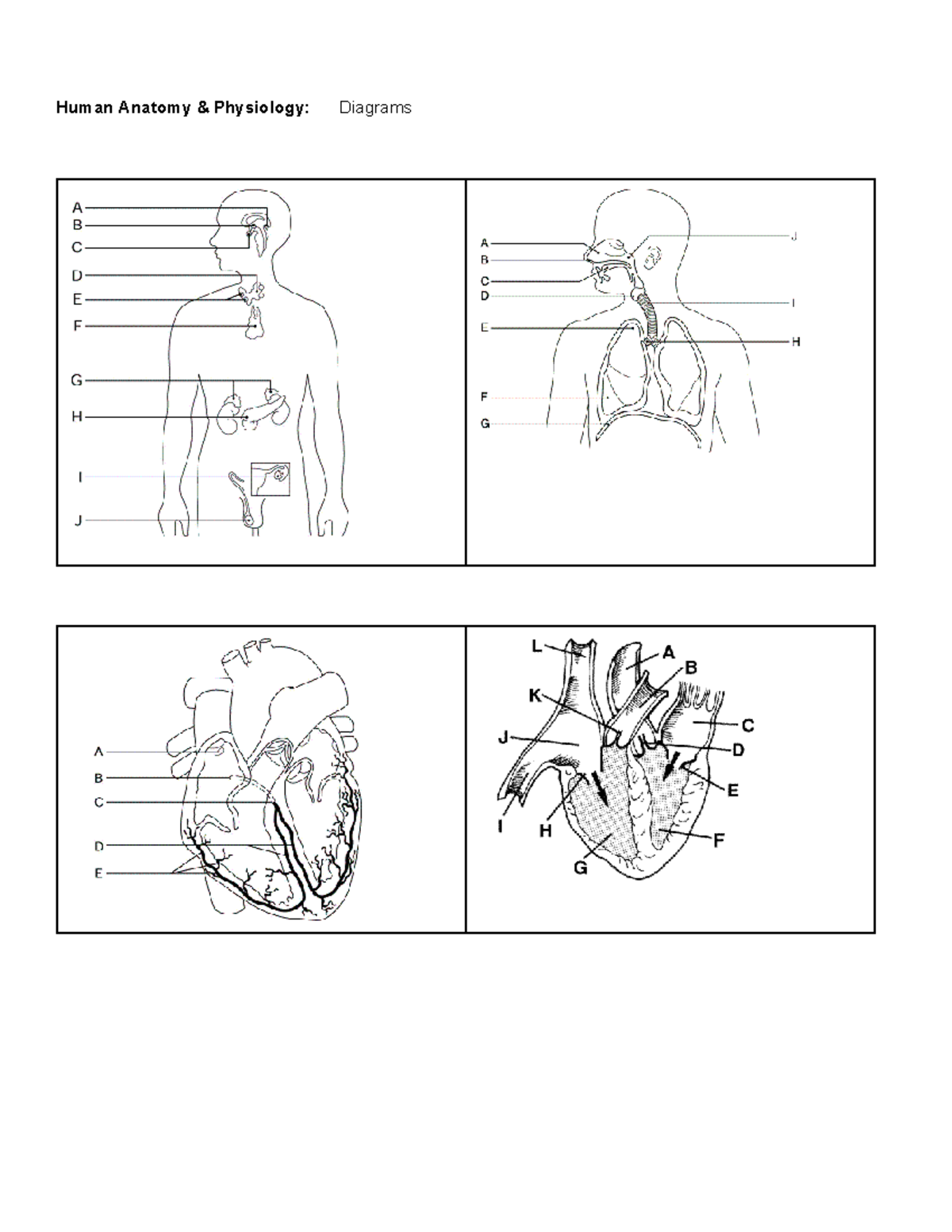 Human Anatomy & Physiology: Case Studies Final Exam Prep - Studocu