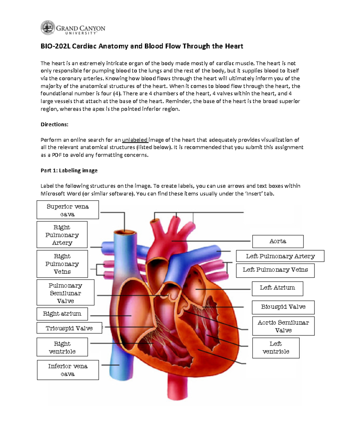 Activity 1 - cardiac anatomy and blood flow through the heart, label ...