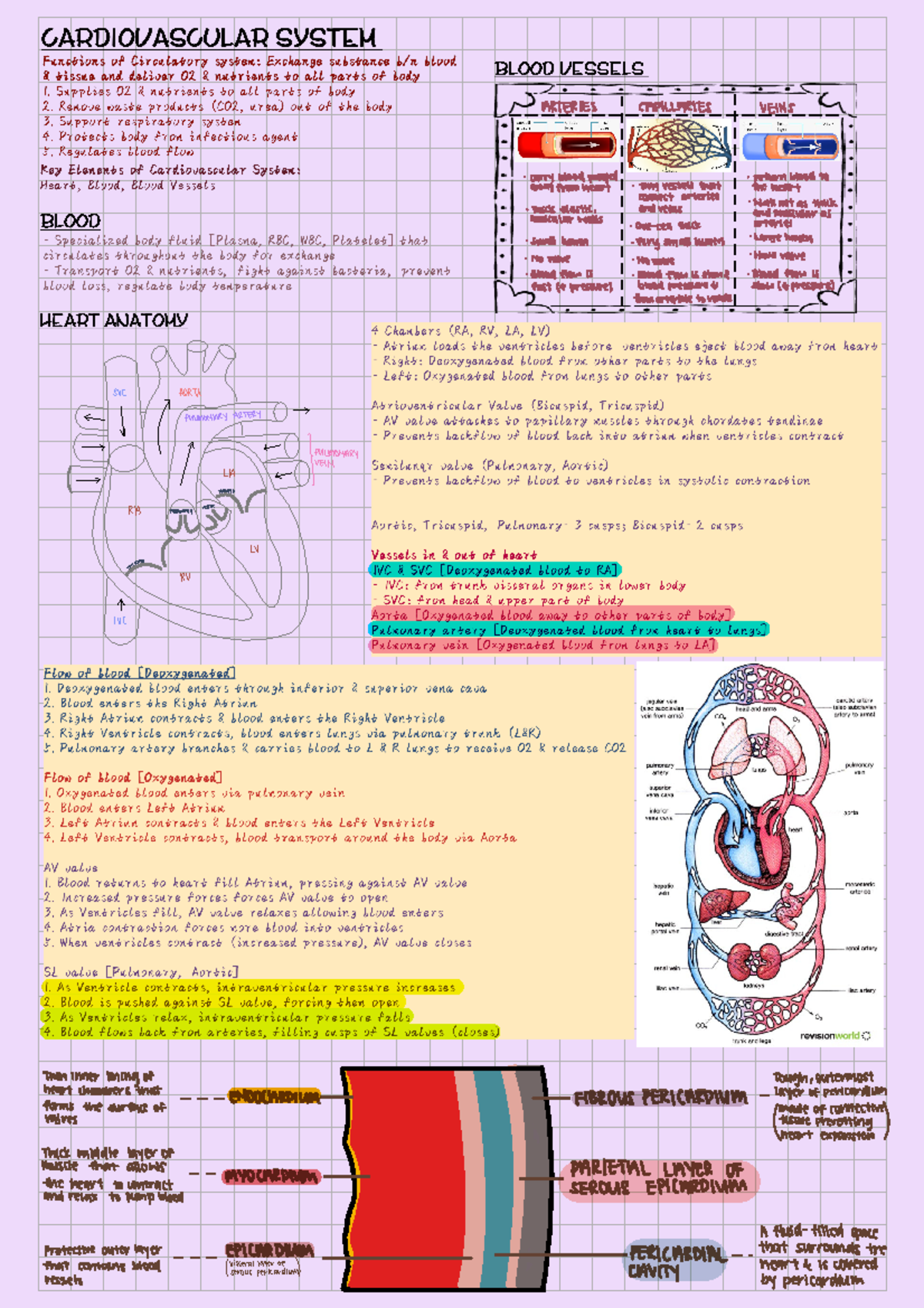 Cardiovascular System - CARDIOVASCULAR SYSTEM Functions of Circulatory ...