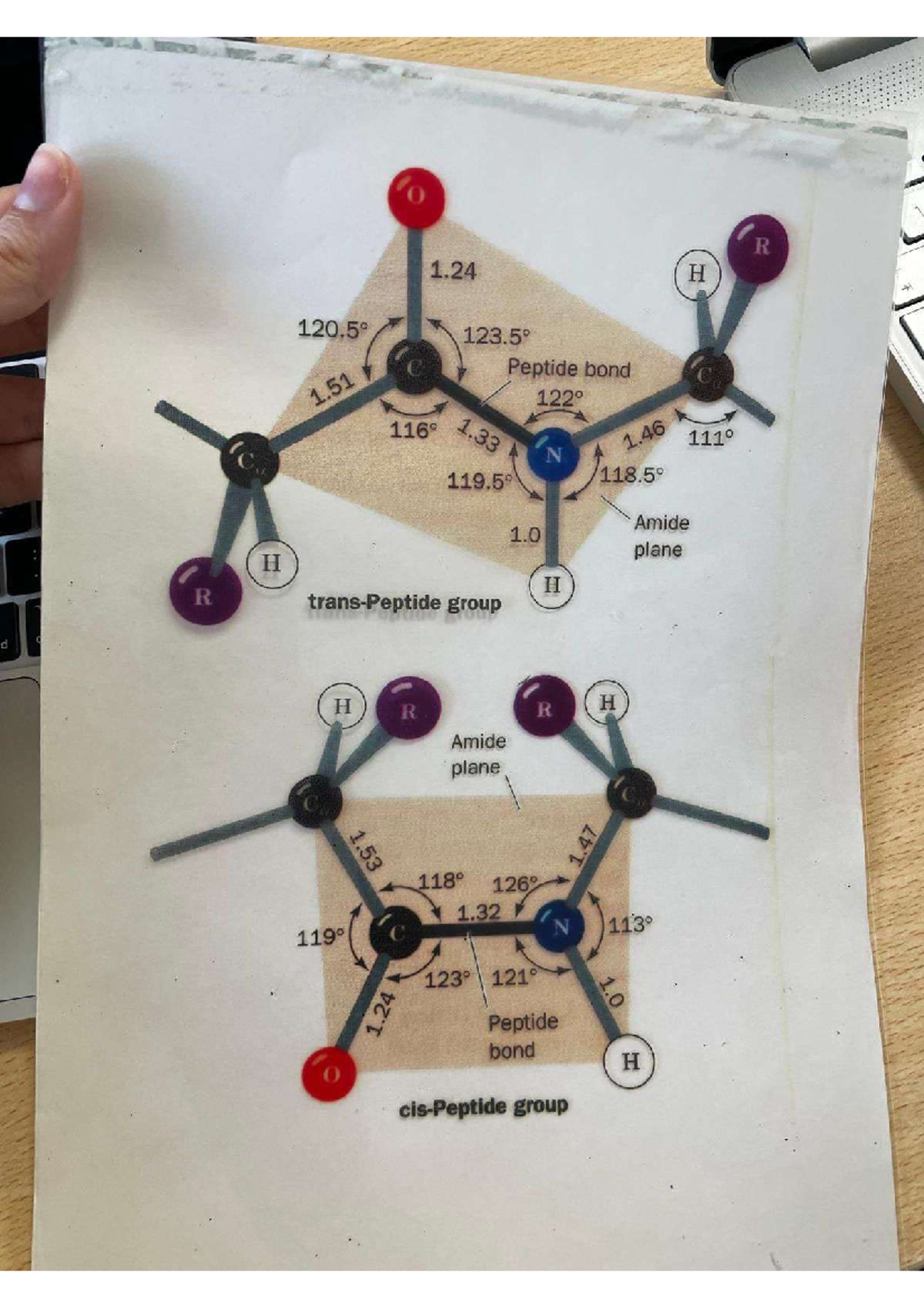 Trans-peptide group - Biomoléculas - R H 1 120° 123° C Peptide bond C 1 ...