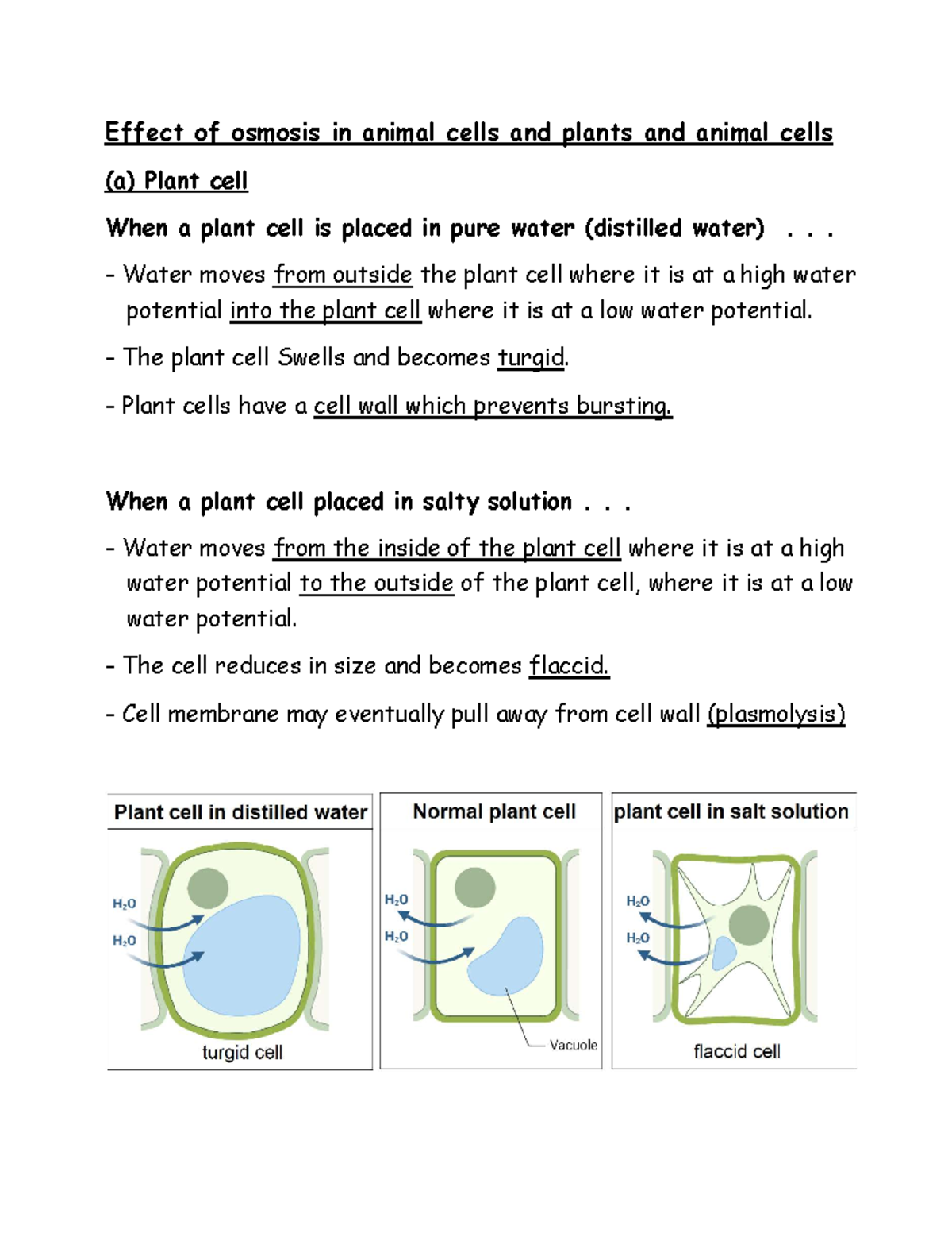 Osmosis In Plants And Animal Cells