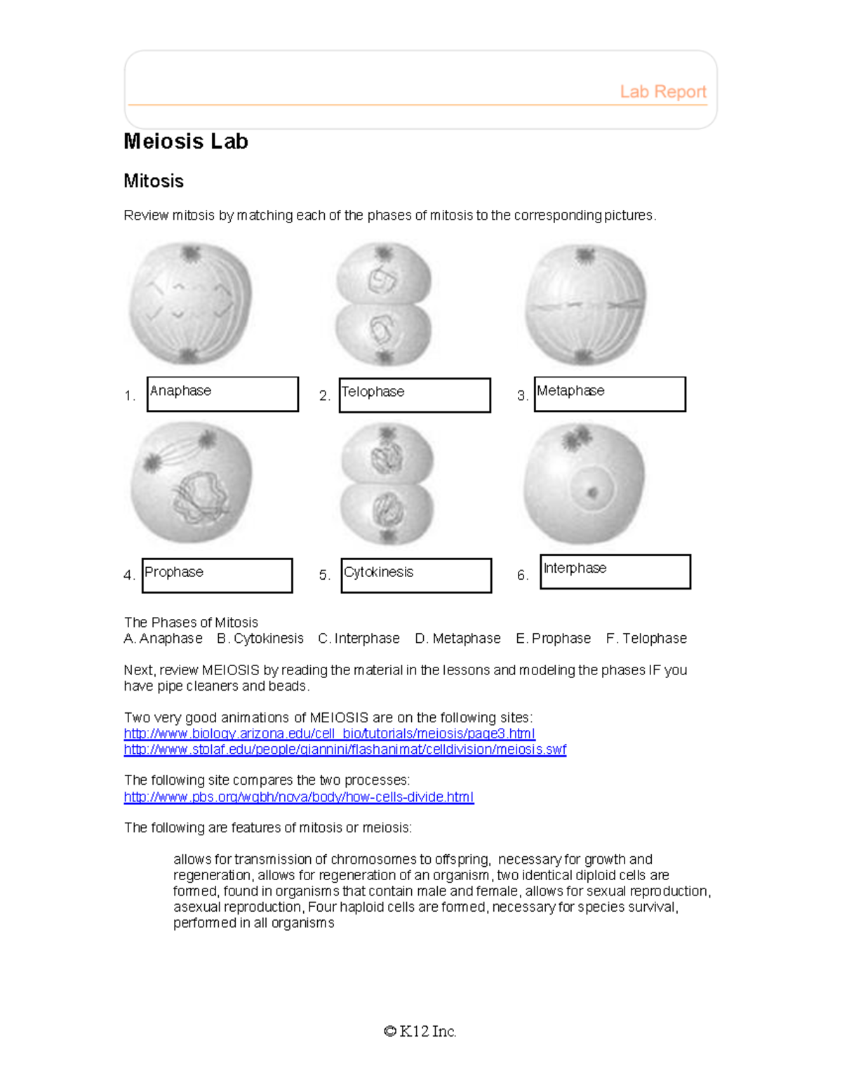 Meiosis Lab Report - Práctica laboratorio - Meiosis Lab Mitosis Review ...