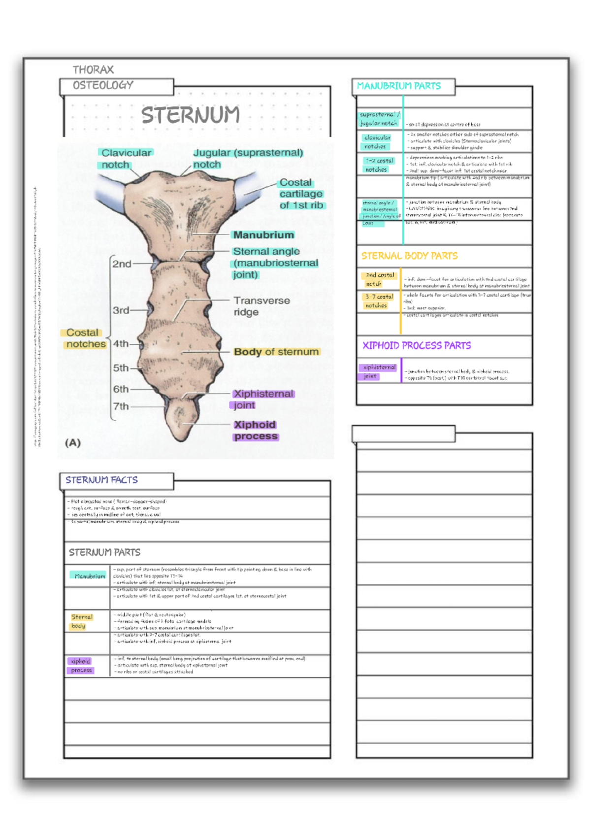 Thorax Osteology: Sternum - THORAX OSTEOLOGY MANUBRIUM PARTS STERNUM ...