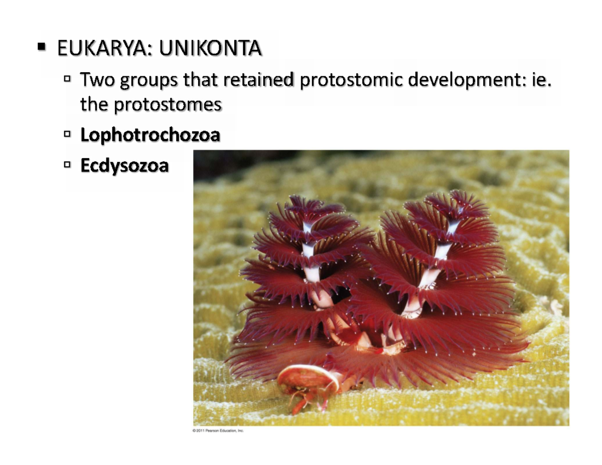Kingdom Animalia: Insights into Superphylum Ecdysozoa & Phyla - Studocu