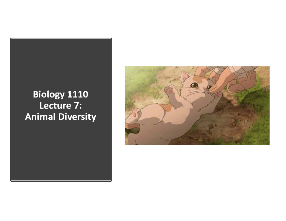 Biology 1110 Lecture 7: Animal Diversity - Studocu