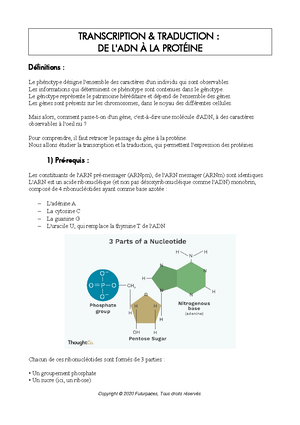 TP matrice extracellulaire - Figure 1 : La paroi est composée majoritairement de longues fibres ...